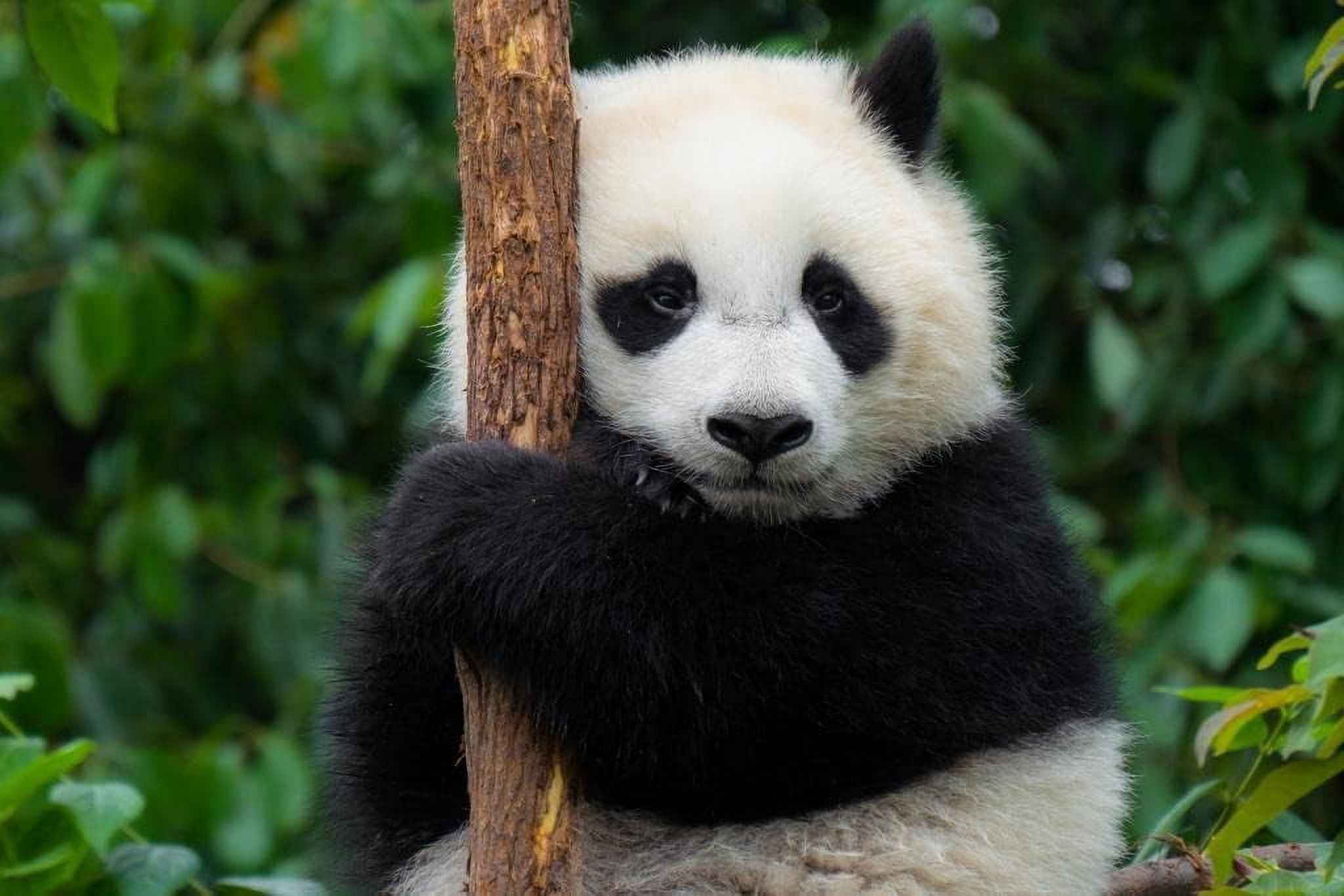 AXXPosters Laminated Giant Panda Bear Cub Close up Tree Cute Animal ...