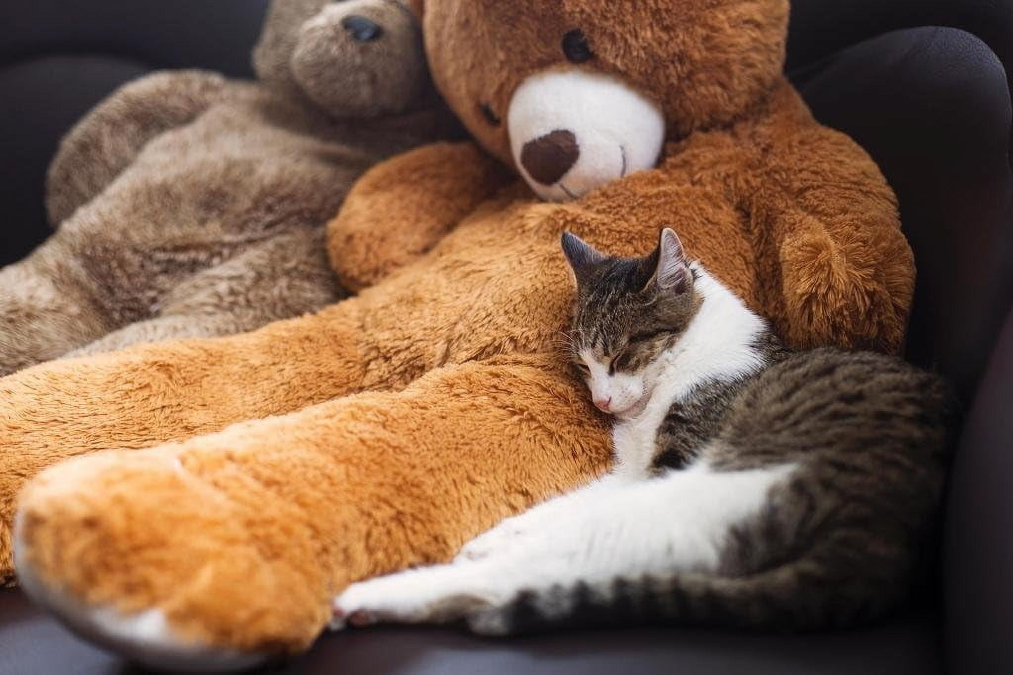 AXXPosters Laminated Sweet Cat Sleeping Near a Stuffed Bear Photo ...