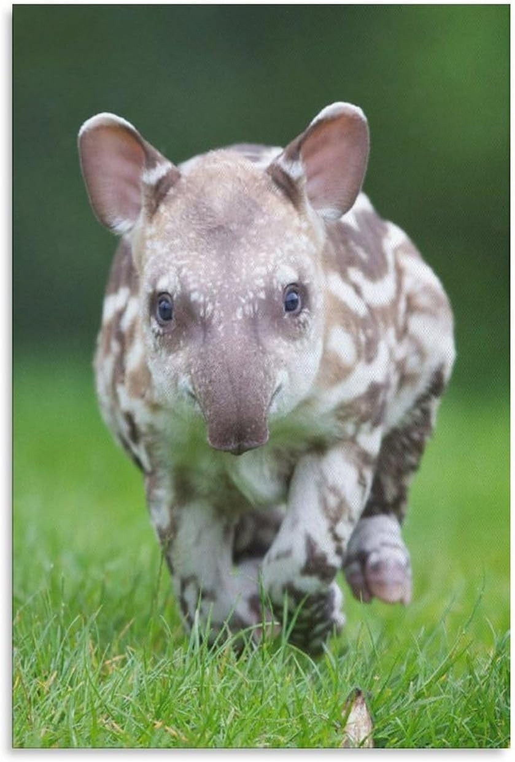 AXXPosters Peculiar Interesting Wild Animal Cute Tapir Baby Running In ...