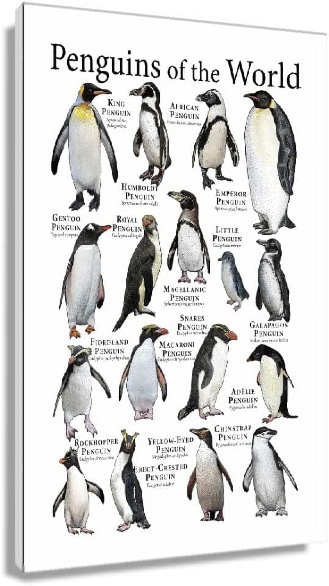 AXXPosters Penguin Wall Art Framed Artwork Canvas Animals Pictures ...