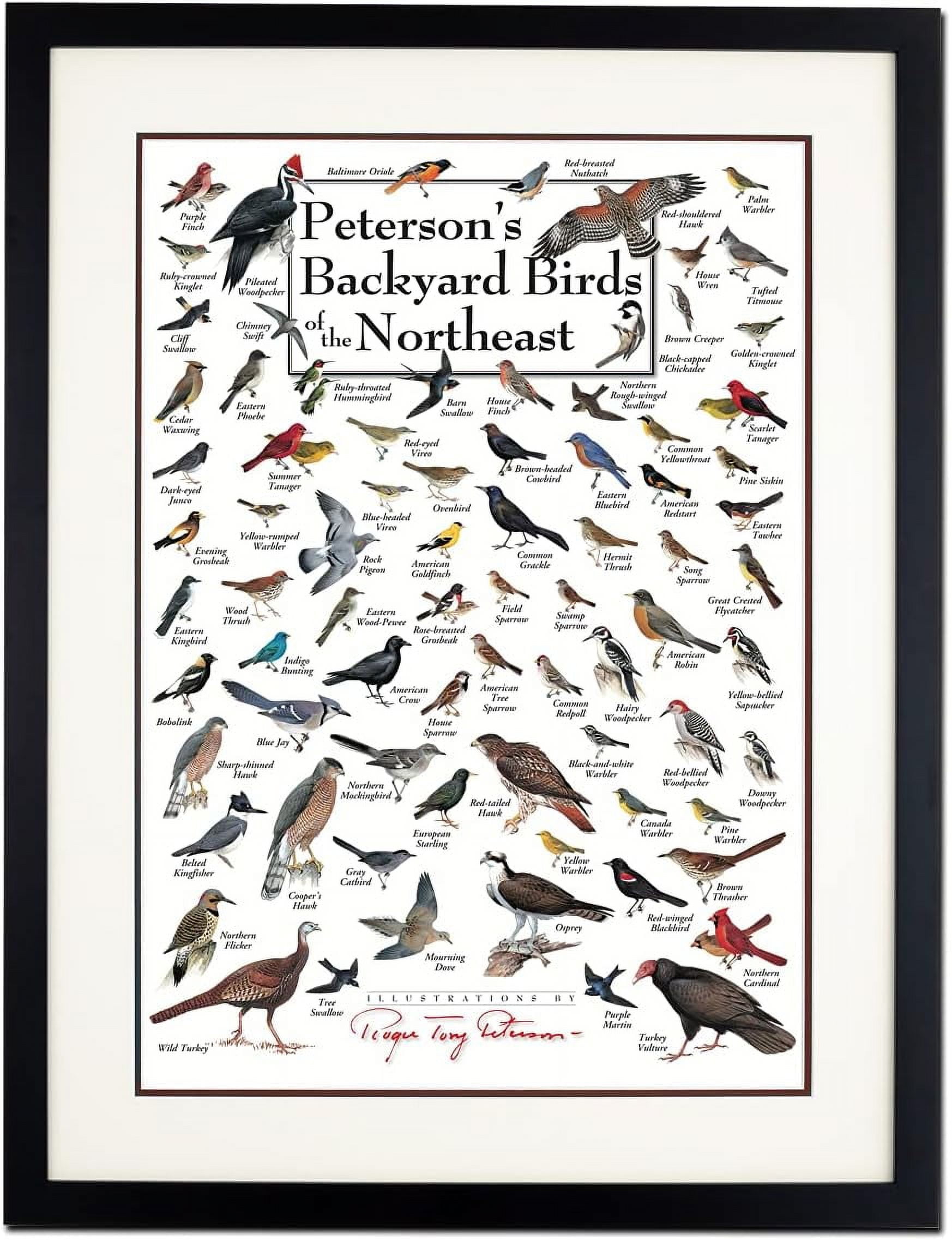 AXXPosters-- Peterson‘s Backyard Birds of the Northeast - Double-matted ...