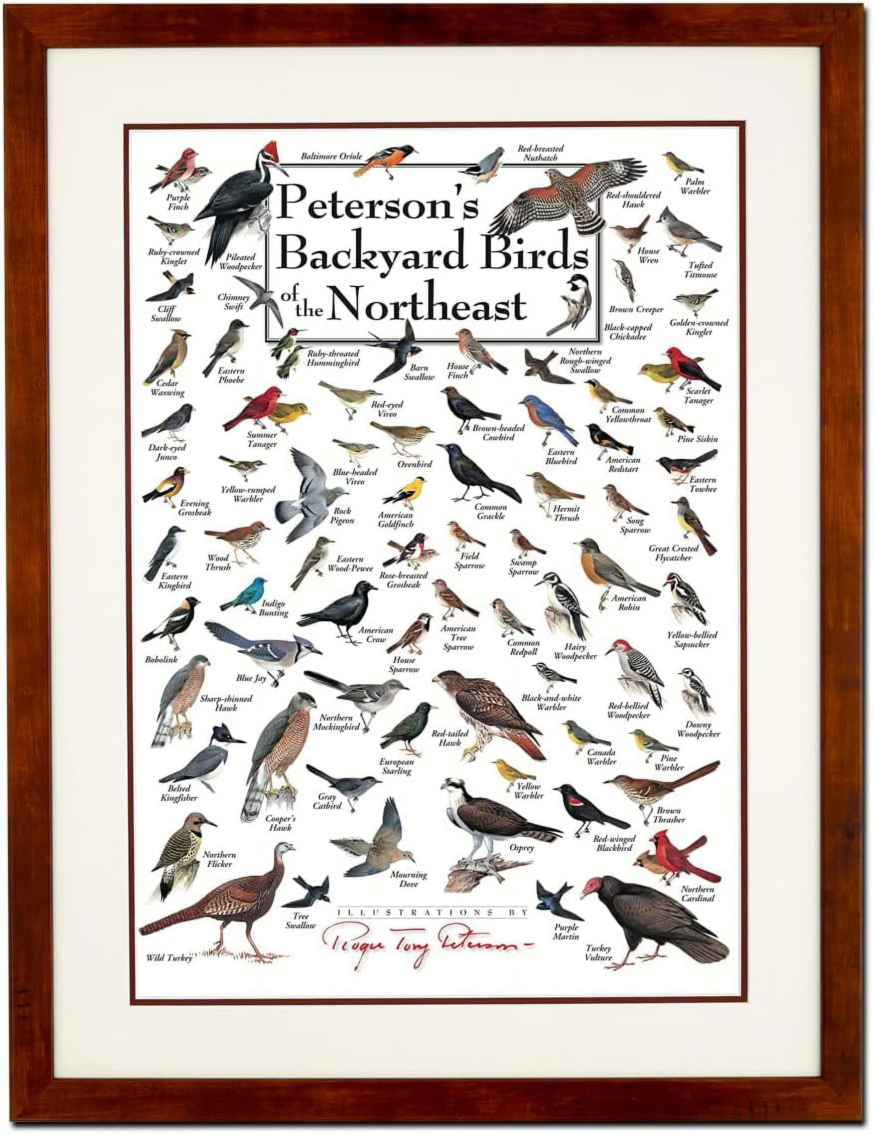 AXXPosters-- Peterson‘s Backyard Birds of the Northeast - Double-matted ...