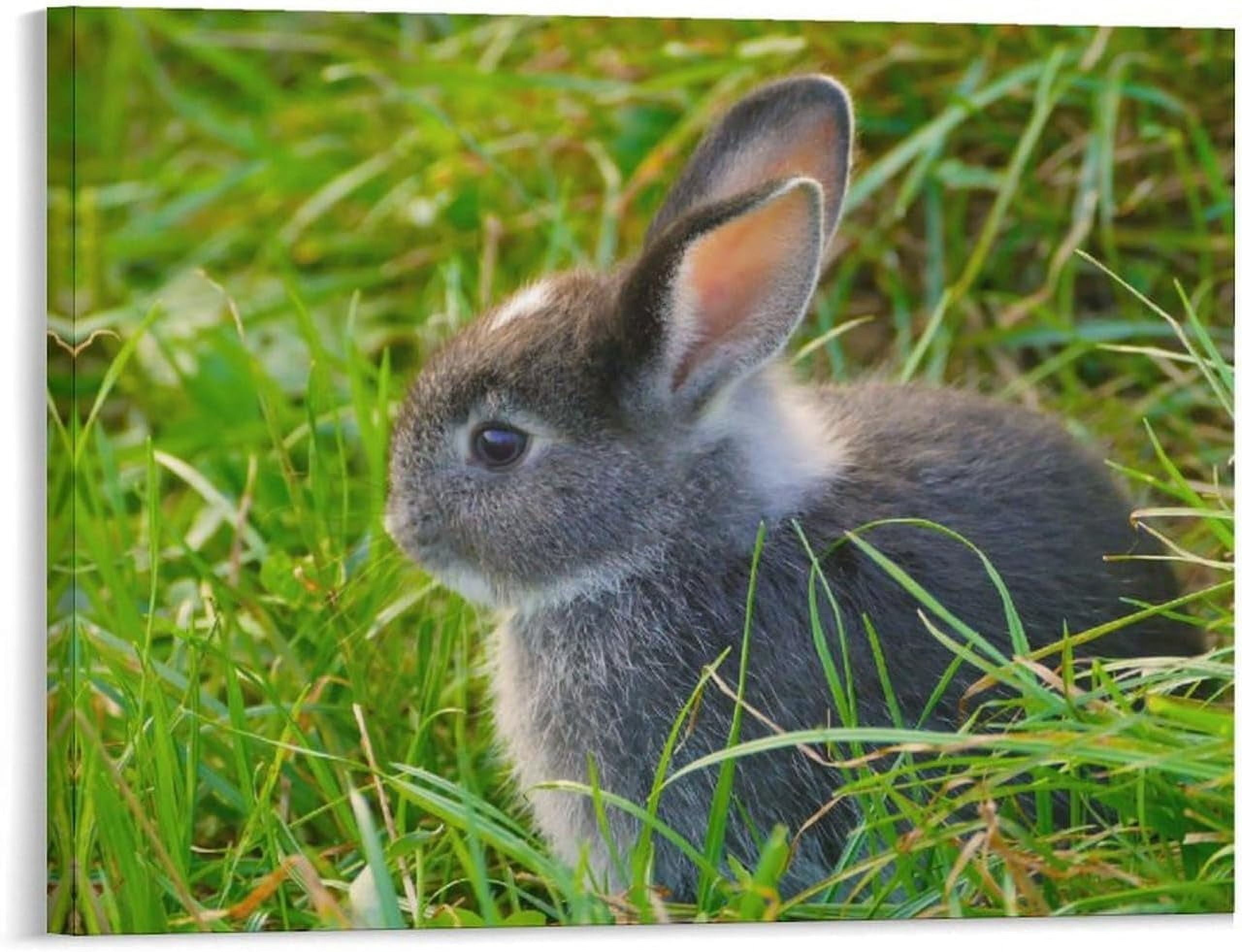 AXXPosters Rabbit Canvas Prints Unframed Painting Modern Canvas Wall ...