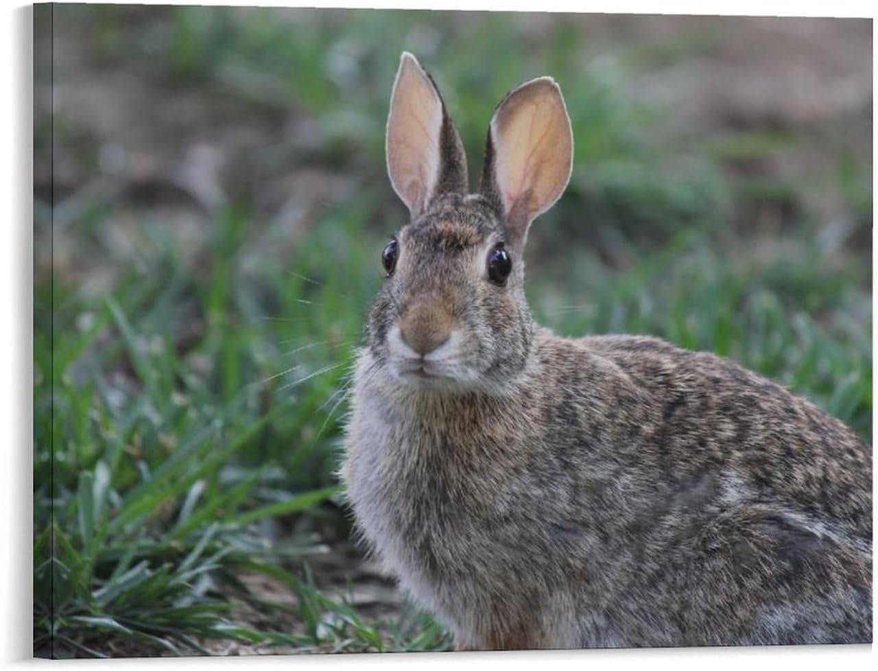 AXXPosters Rabbit Eyes Animal Unframed Canvas Wall Art for Bedroom ...