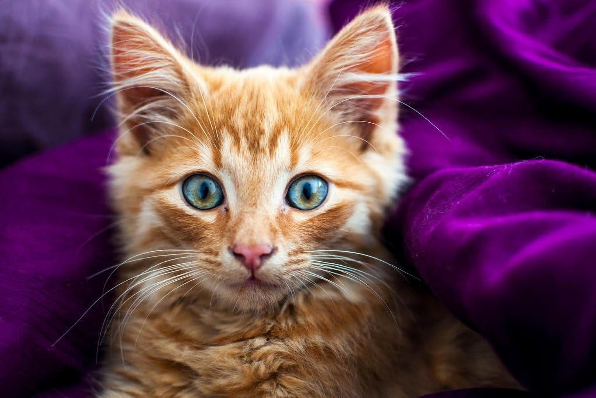 AXXPosters Softness Fluffy Ginger Kitty Kitten Photo Baby Animal ...