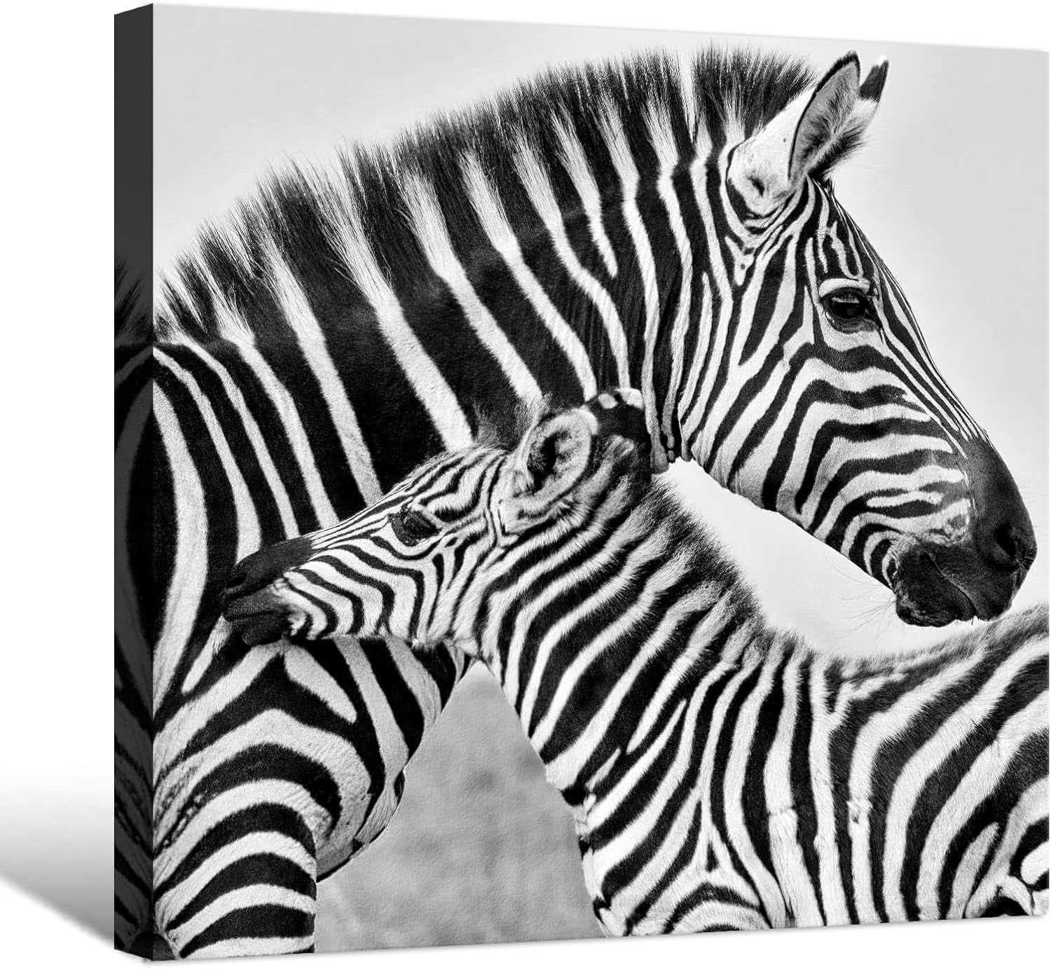AXXPosters-Tiger Canvas Wall Art Black and White Wildlife Pictures Blue ...