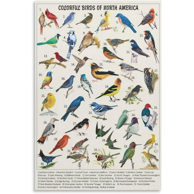AXXPosters-Vintage Bird Poster Colorful Birds of North America Canvas ...