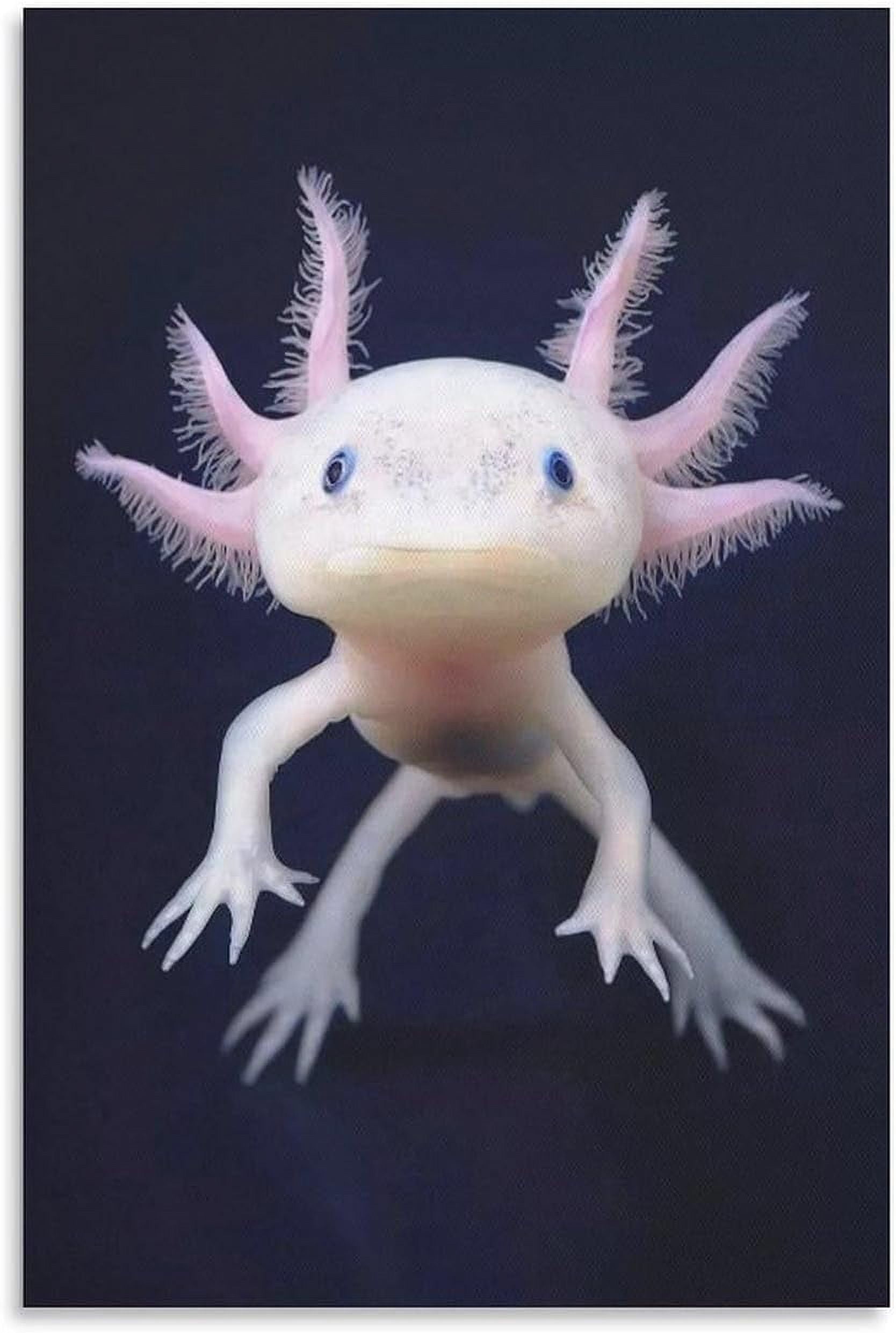 AXXPosters Unframed Wall Art Reptile Animal Axolotl Canvas Posters ...
