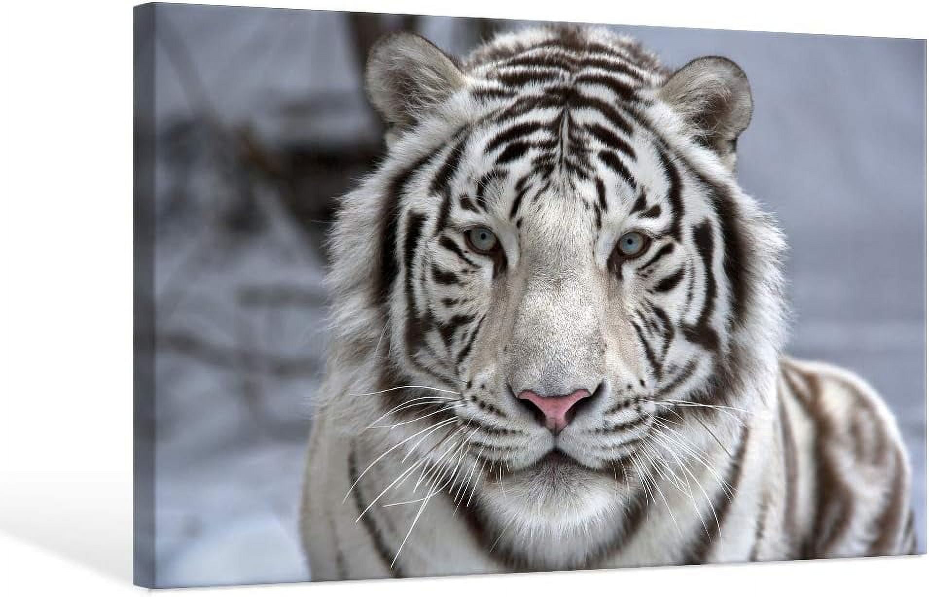 AXXPosters-White Tiger Canvas Wall Art Bengal Tiger Picture Print ...