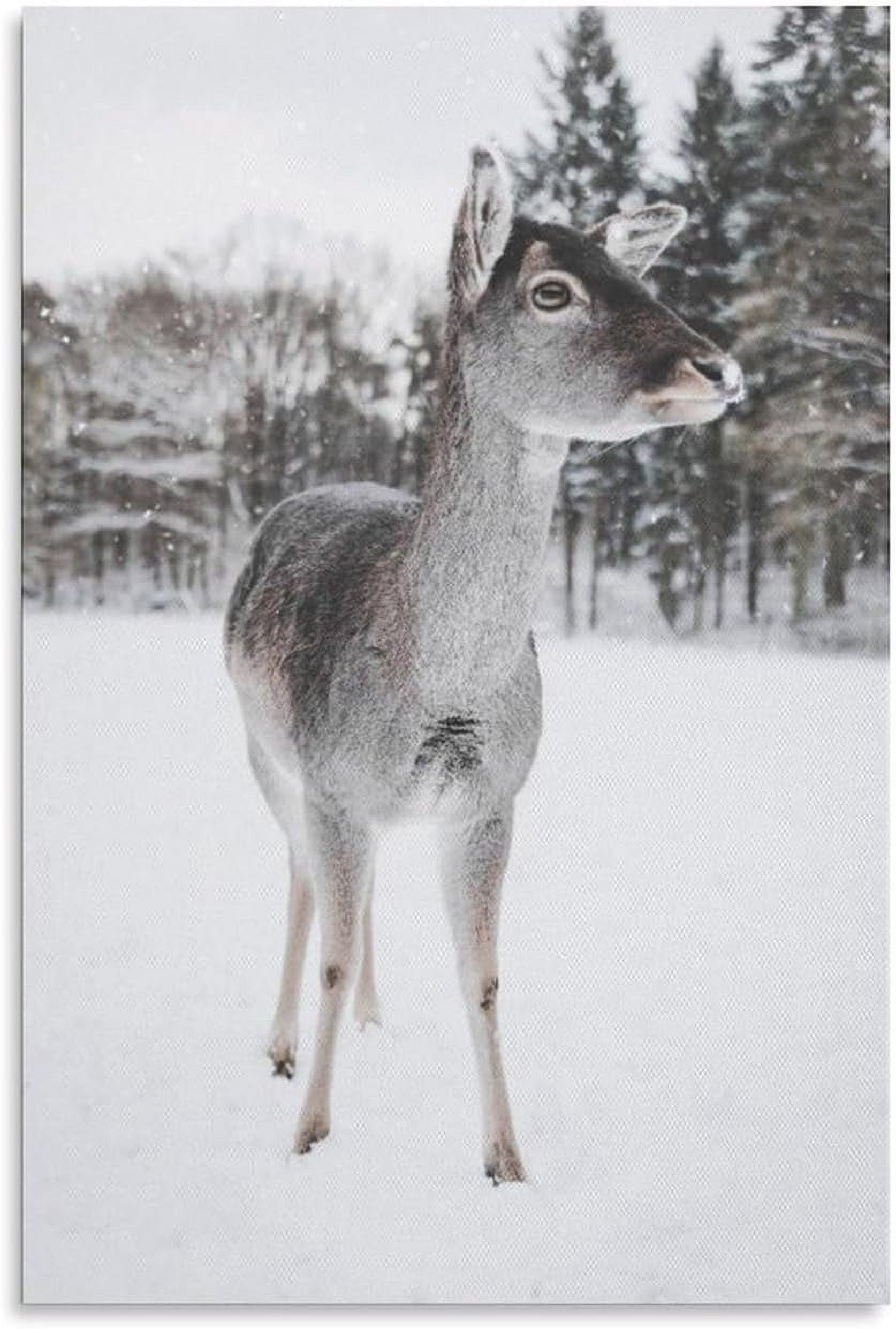 AXXPosters Wild Animals Cute White Tailed Deer Baby In Snow Winter ...