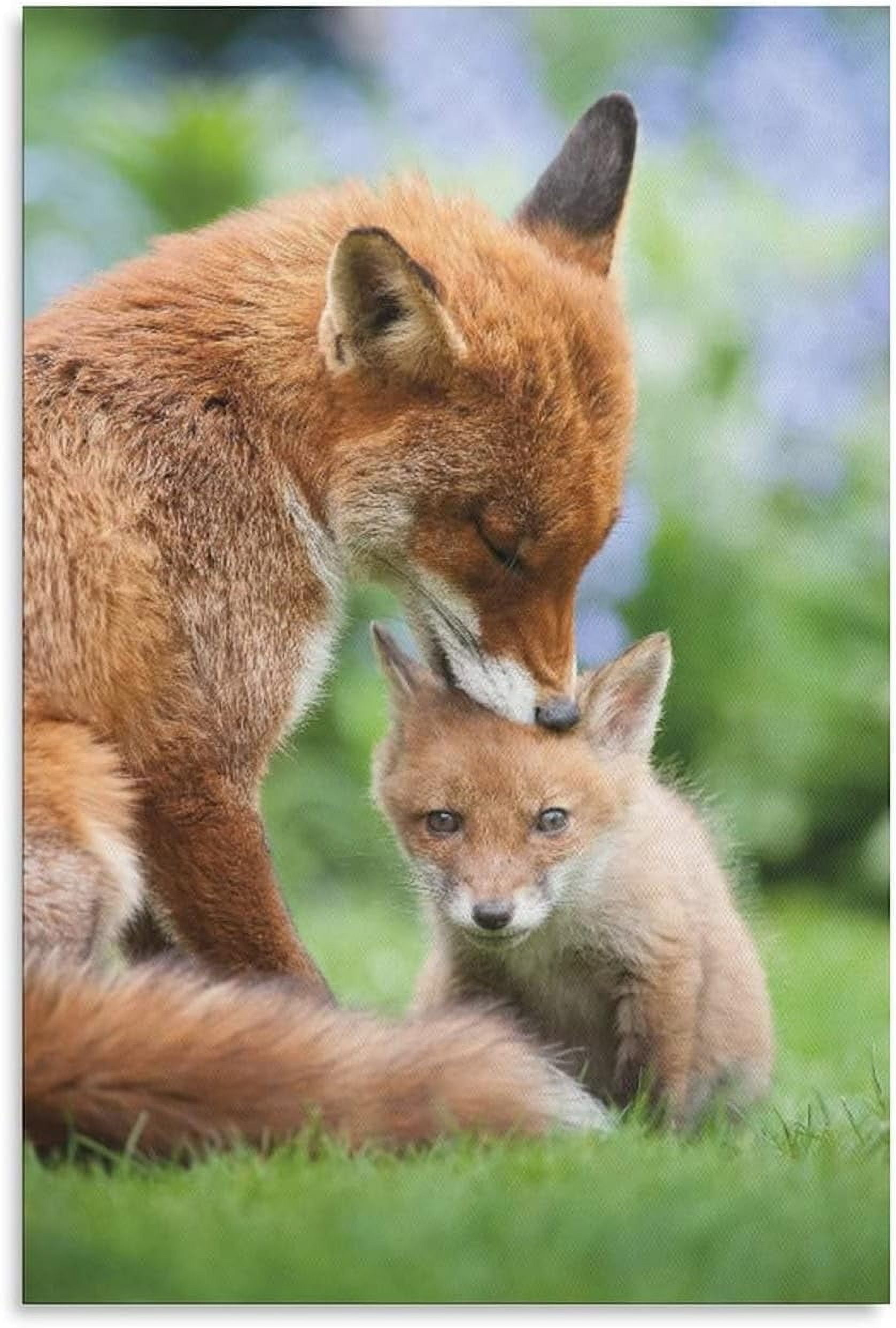 AXXPosters Wild Animals Red Foxes Mom Kiss Baby Foxes Family Mother ...