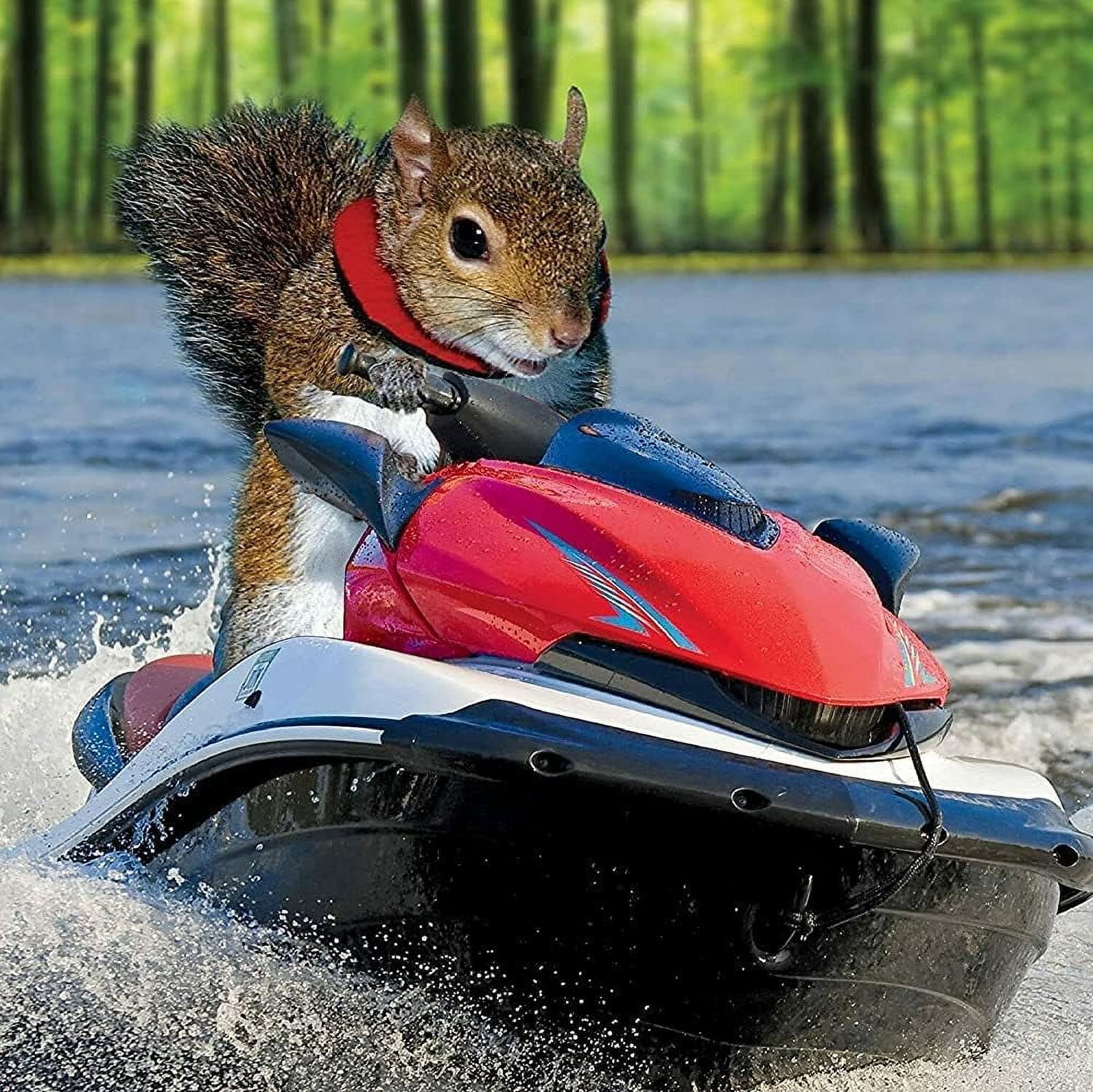 AXXTinsing Funny Animal Squirrel on Jet Ski Decor Poster No Frame Metal ...