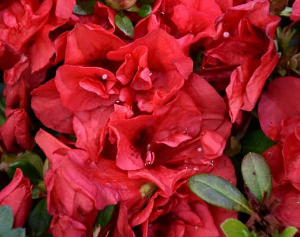 AZALEA AUTUMN FIRE ENCORE 1G - Walmart Business Supplies