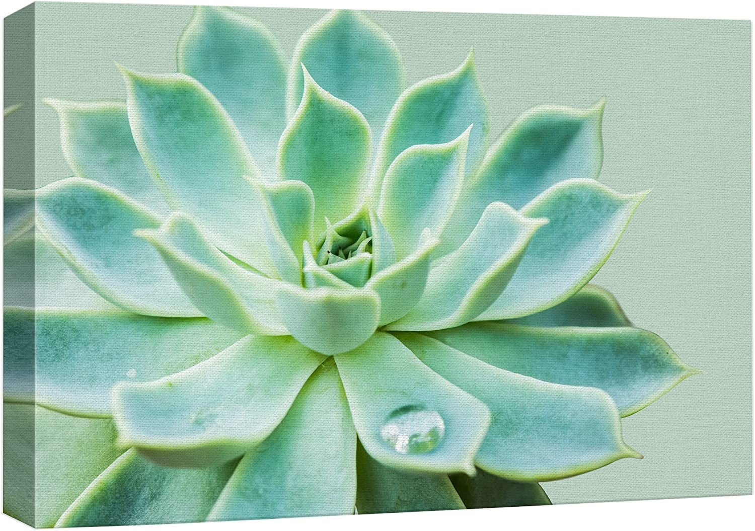 Aaheei Canvas Print Wall Art - Succulent Plant with a Waterdrop ...
