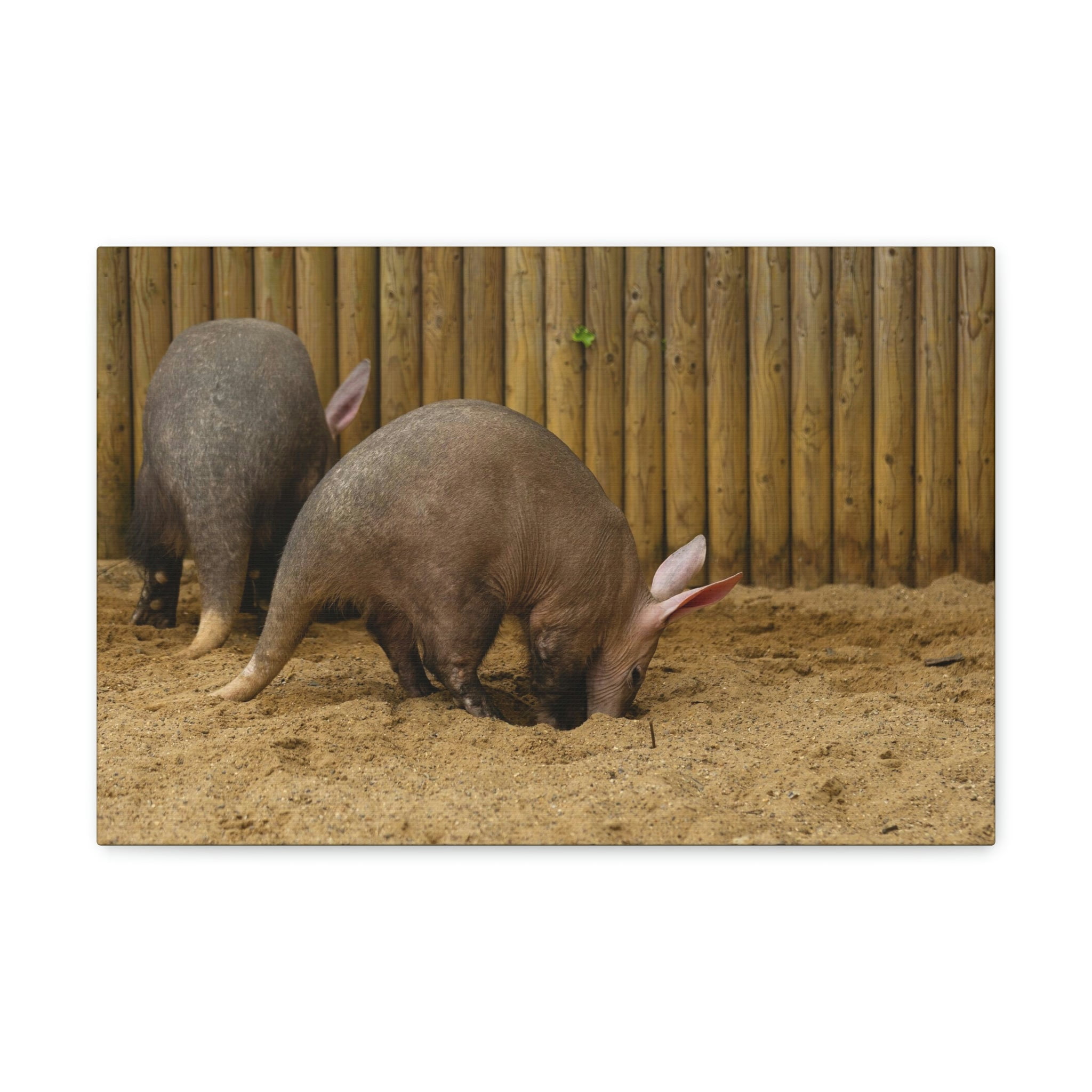 Aardvark Digging In Soil Aardvark Couple Print Animal Wall Art Wildlife ...