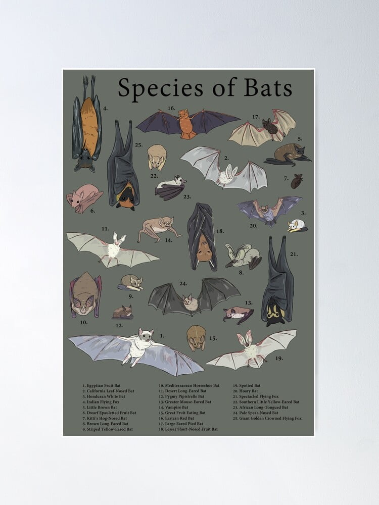 Aaroca 25 Species of Bats Poster Poster Canvas Poster - Modern Wall Art ...