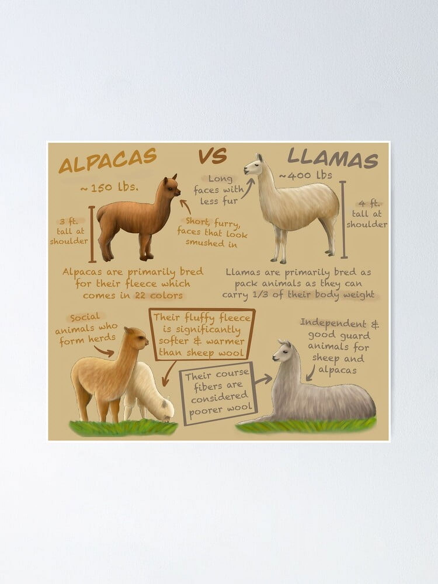 Aaroca Alpacas Vs Llamas Fun Facts Poster Artwork Decor for Living Room Bathroom Bedroom 20"x24 ...