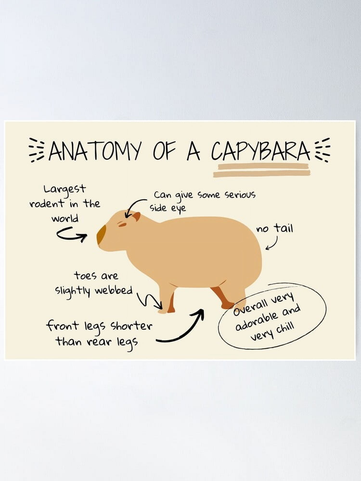 Aaroca Anatomy of a capybara Poster Canvas Poster - Modern Wall Art for ...