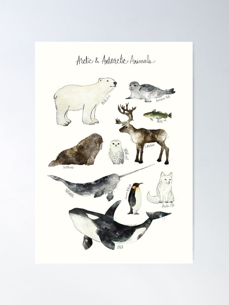 Aaroca Arctic & Antarctic Animals Poster Canvas Poster - Modern Wall ...