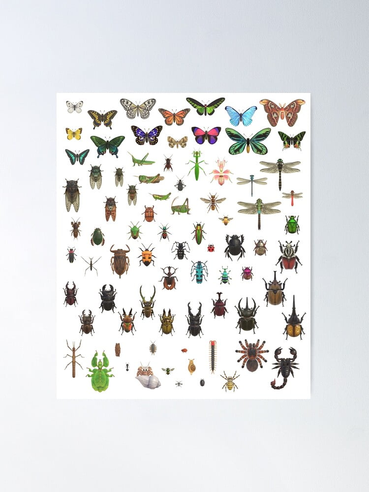 Aaroca BUGS N’ STUFF Critterpedia Complete Taxonomy Poster Canvas ...