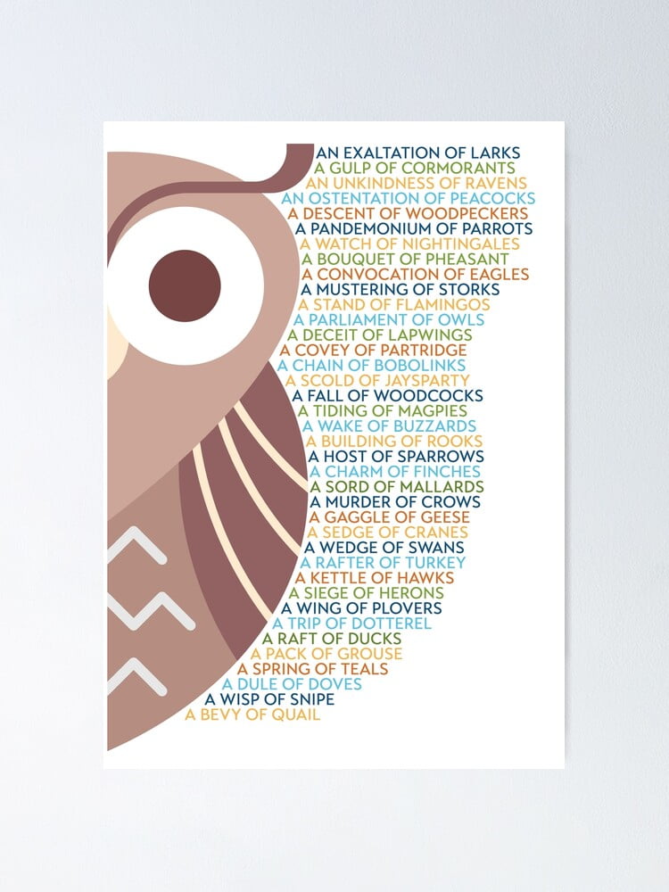 Aaroca Bird Group Terminology - Owl Edition Poster Artwork Decor for ...