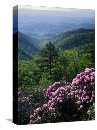 Aaroca-Blue-Ridge-Mountains-Catawba-Rhododendron,-Blue-Ridge-Parkway ...