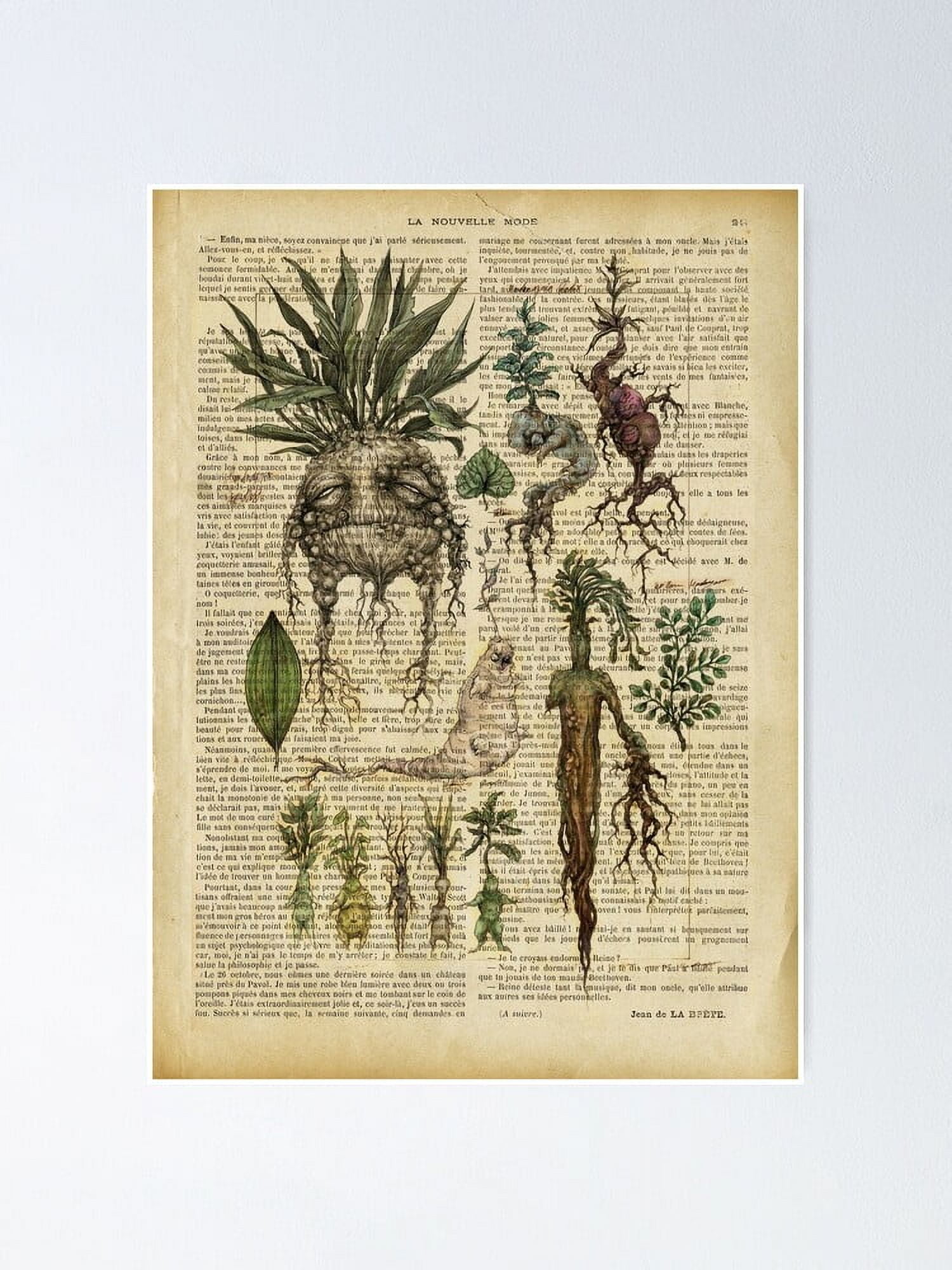 Aaroca Botanical print, on old book page - Mandragora Unframed Classic ...