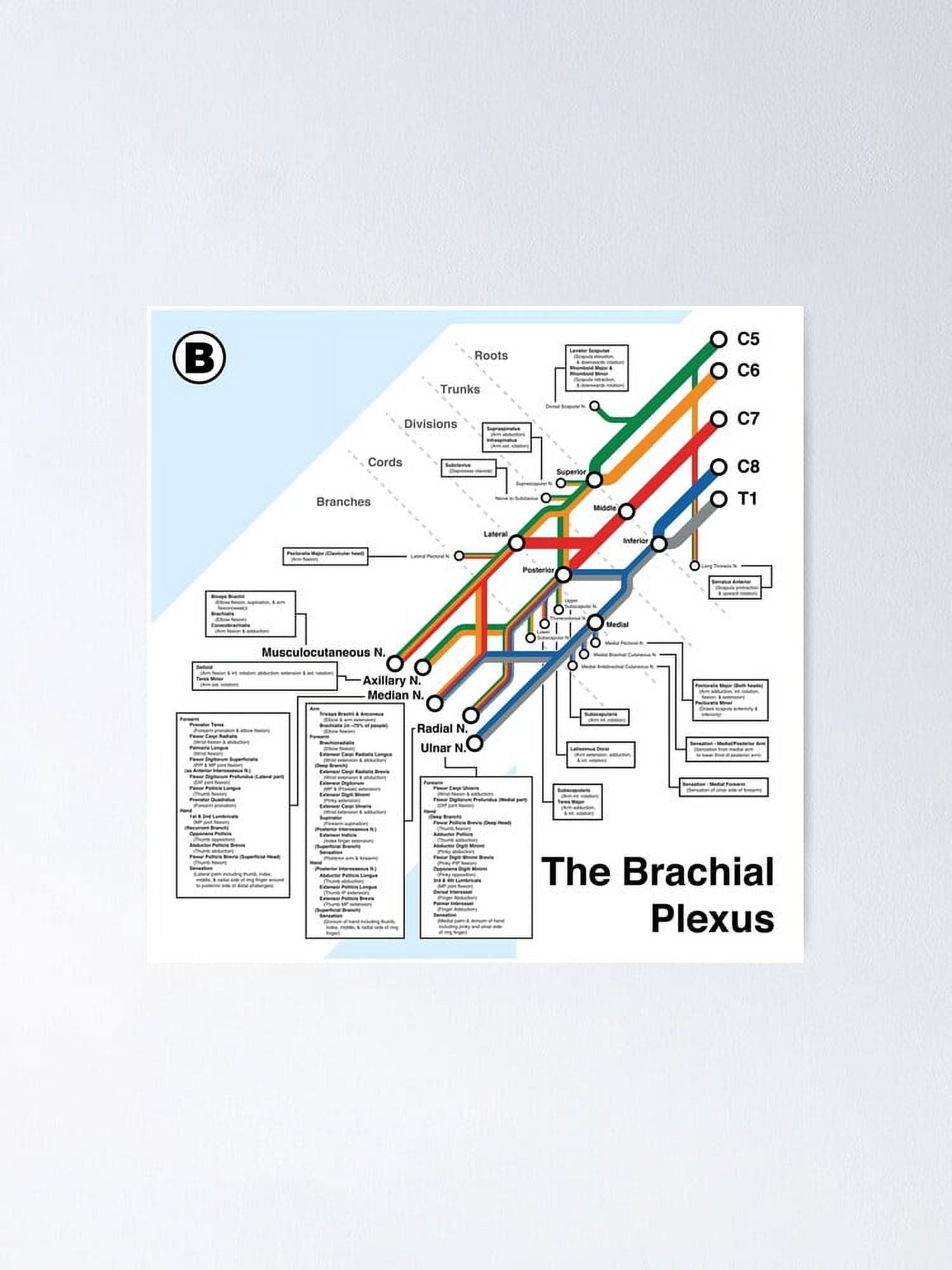 Aaroca Brachial Plexus Map - Labeled Poster Artwork Decor for Living ...