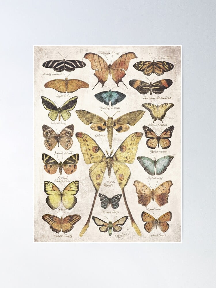 Aaroca Butterflies and Moths Poster Canvas Poster - Modern Wall Art for ...