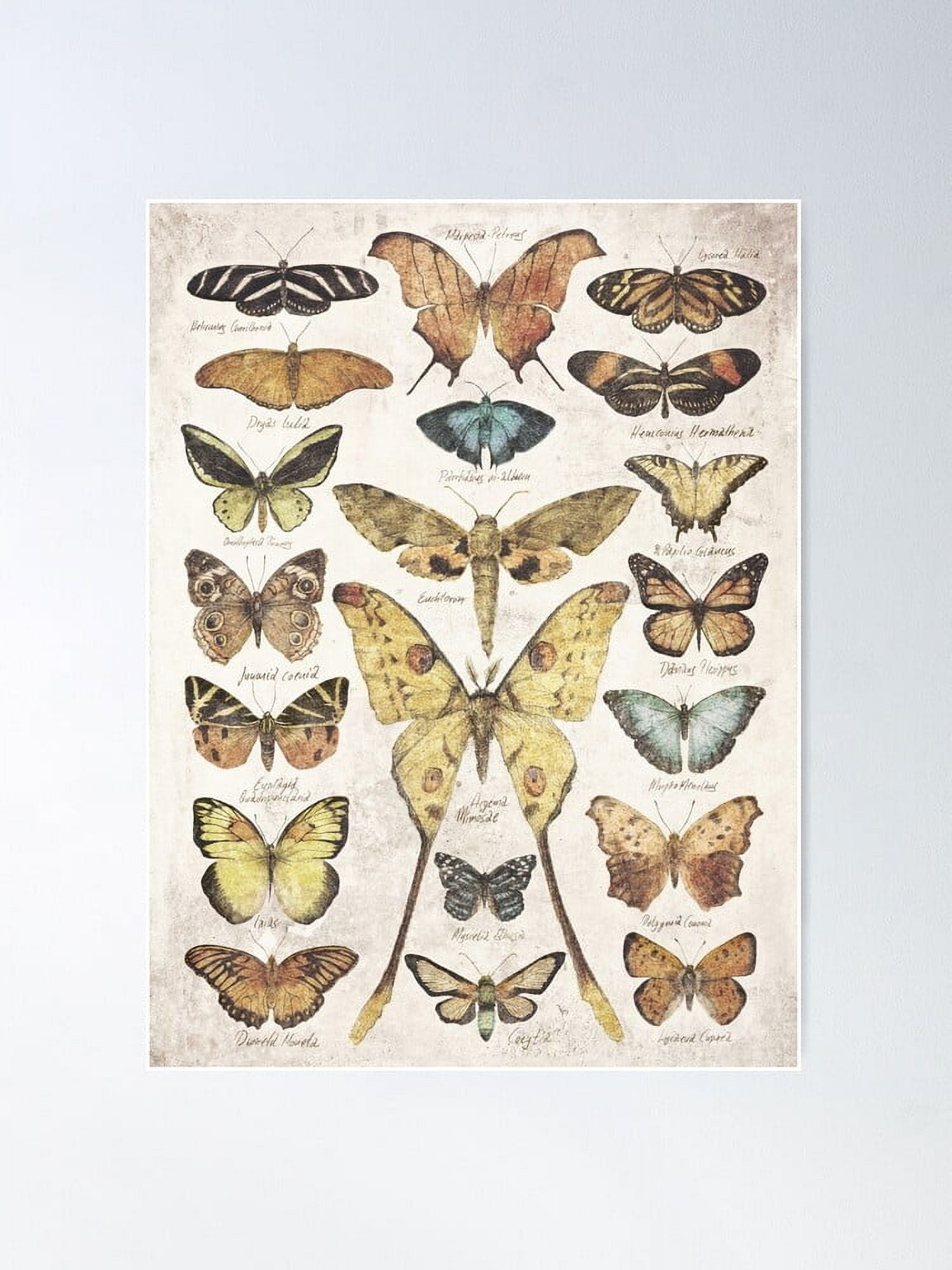 Aaroca Butterflies and Moths Poster Canvas Poster - Modern Wall Art for ...