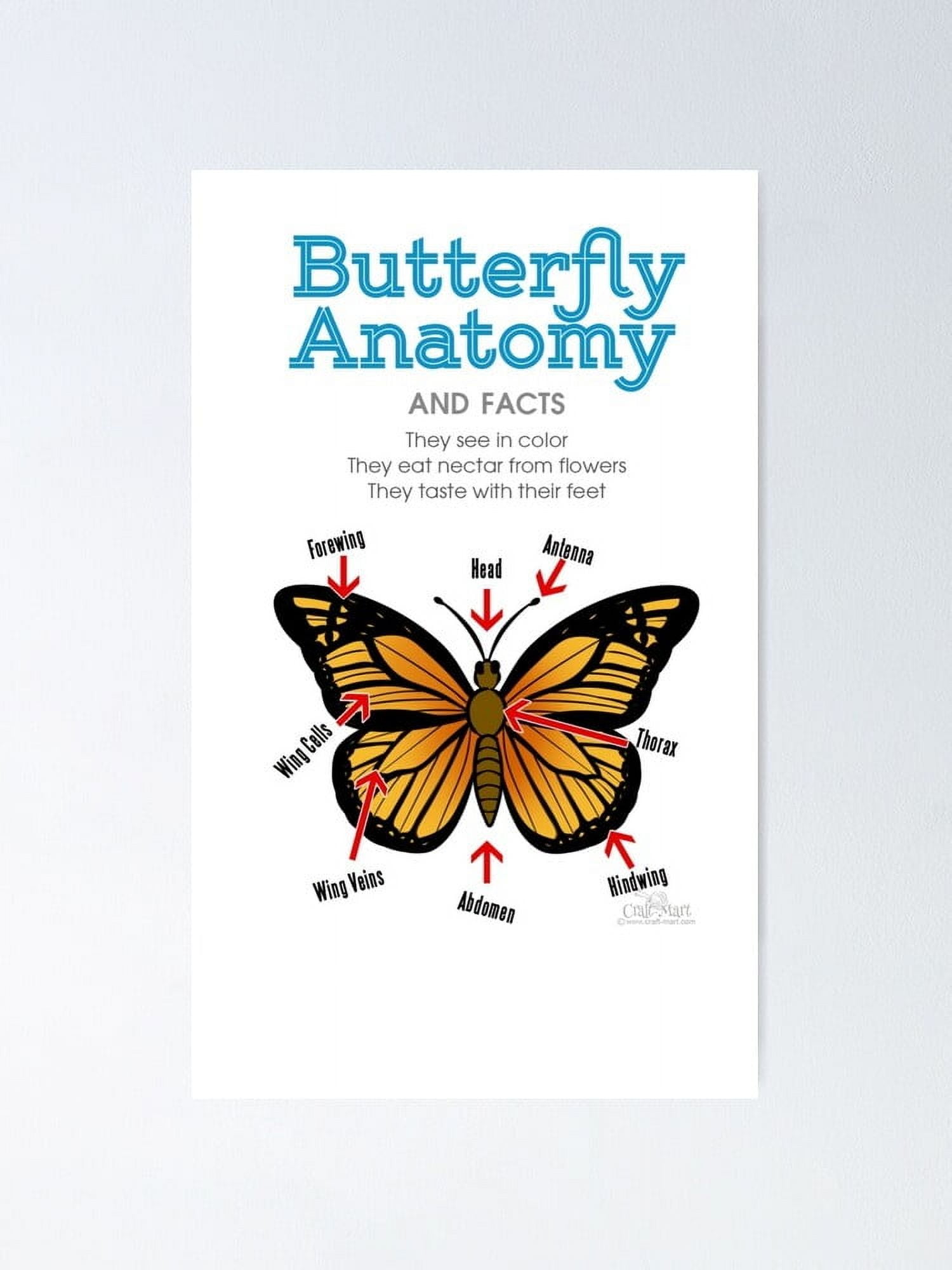 Aaroca Butterfly Anatomy Poster Artwork Decor for Living Room Bathroom ...