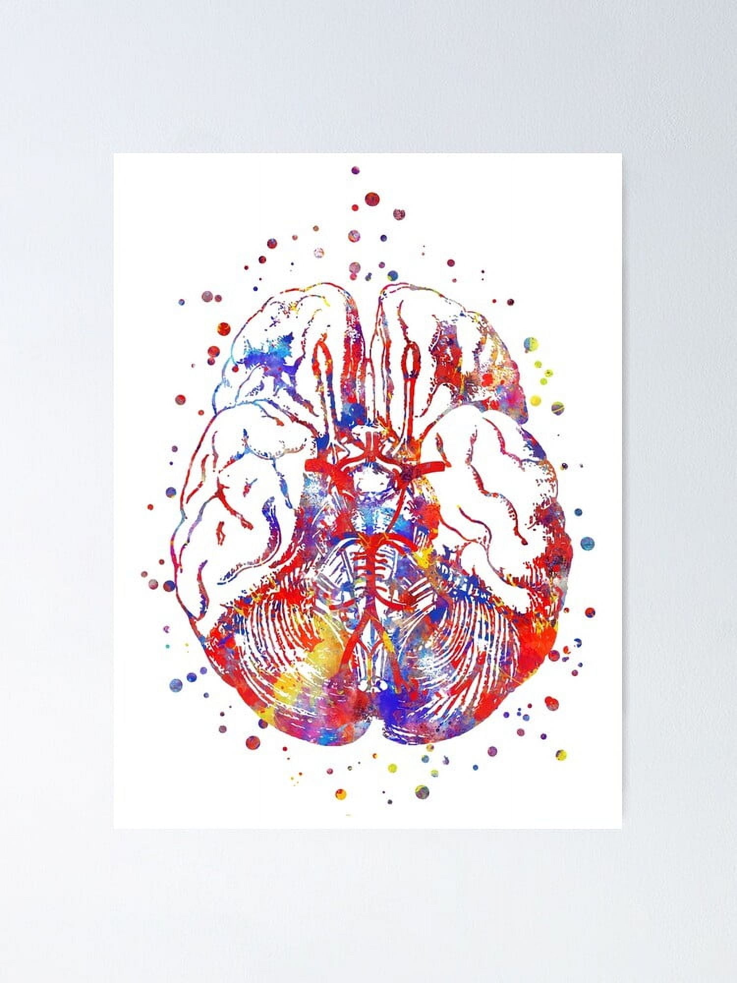 Aaroca Canvas Poster Circle Of Willis, brain anatomy, medical art ...