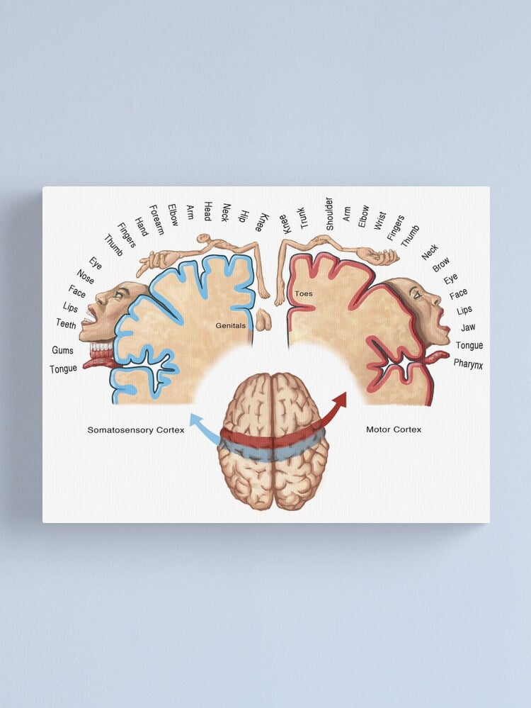 Aaroca Cortical Homunculus Illustration Canvas Print Canvas Poster - Modern Wall Art for Home ...
