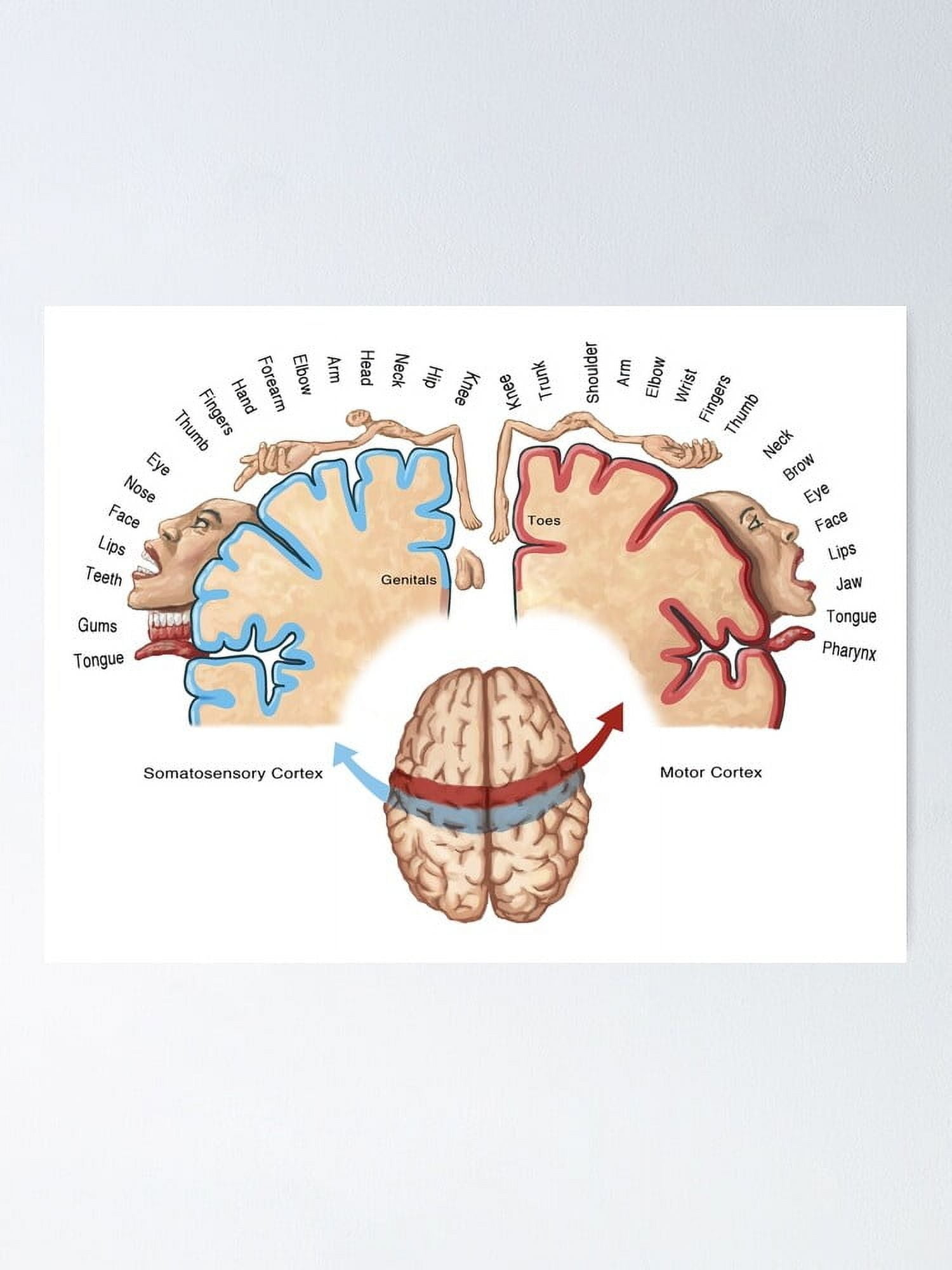 Aaroca Cortical Homunculus Illustration Unframed Classic Decoration for ...