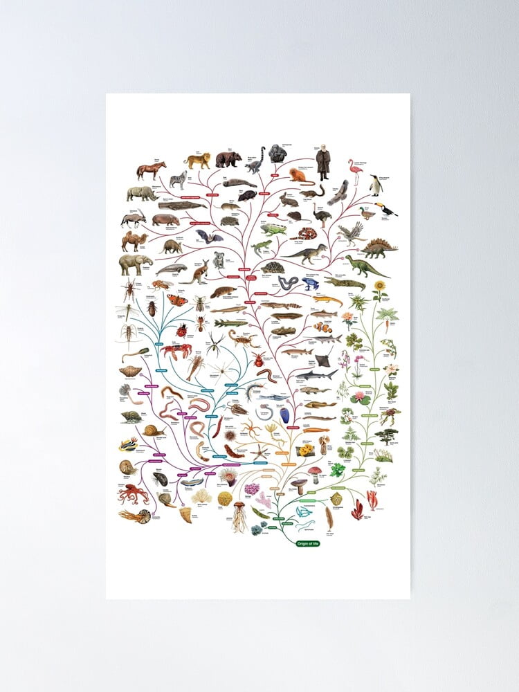 Aaroca Darwinian Evolution Tree of Life Poster Canvas Poster - Modern ...