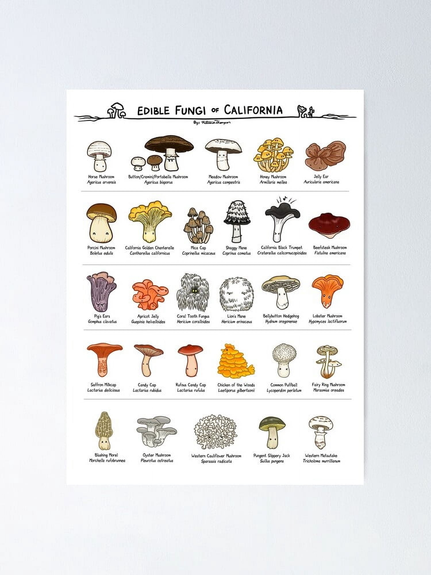 Aaroca Edible Fungi of California Poster Painting Artwork Modern Home ...