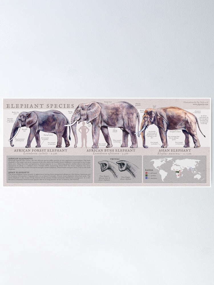 Aaroca Elephant Species Identification Poster Poster Canvas Poster ...