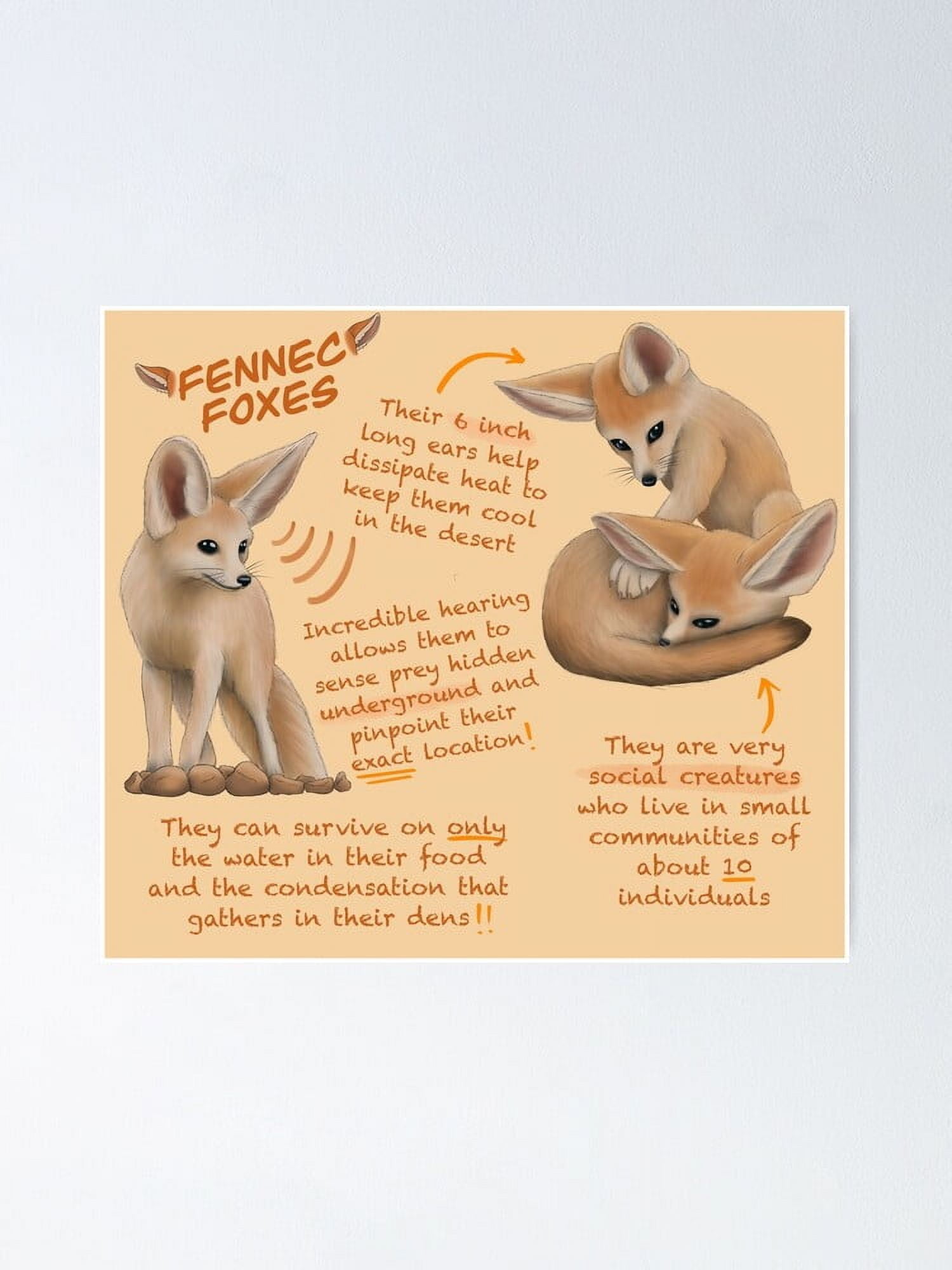 Aaroca Fennec Foxes Fun Facts Poster Painting Artwork Modern Home Decorations Ready To Hang, 11 ...