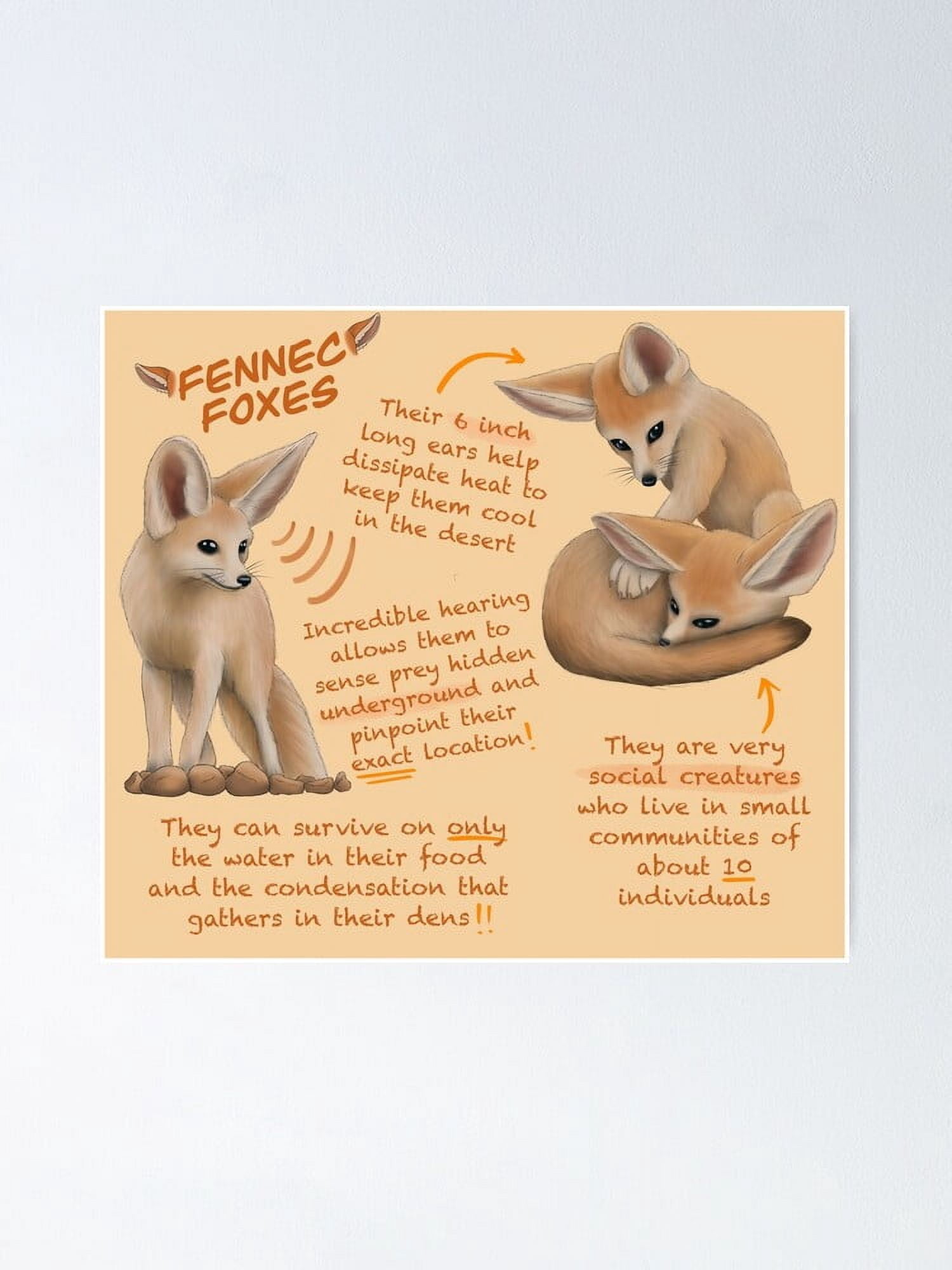 Aaroca Fennec Foxes Fun Facts Poster Painting Artwork Modern Home ...