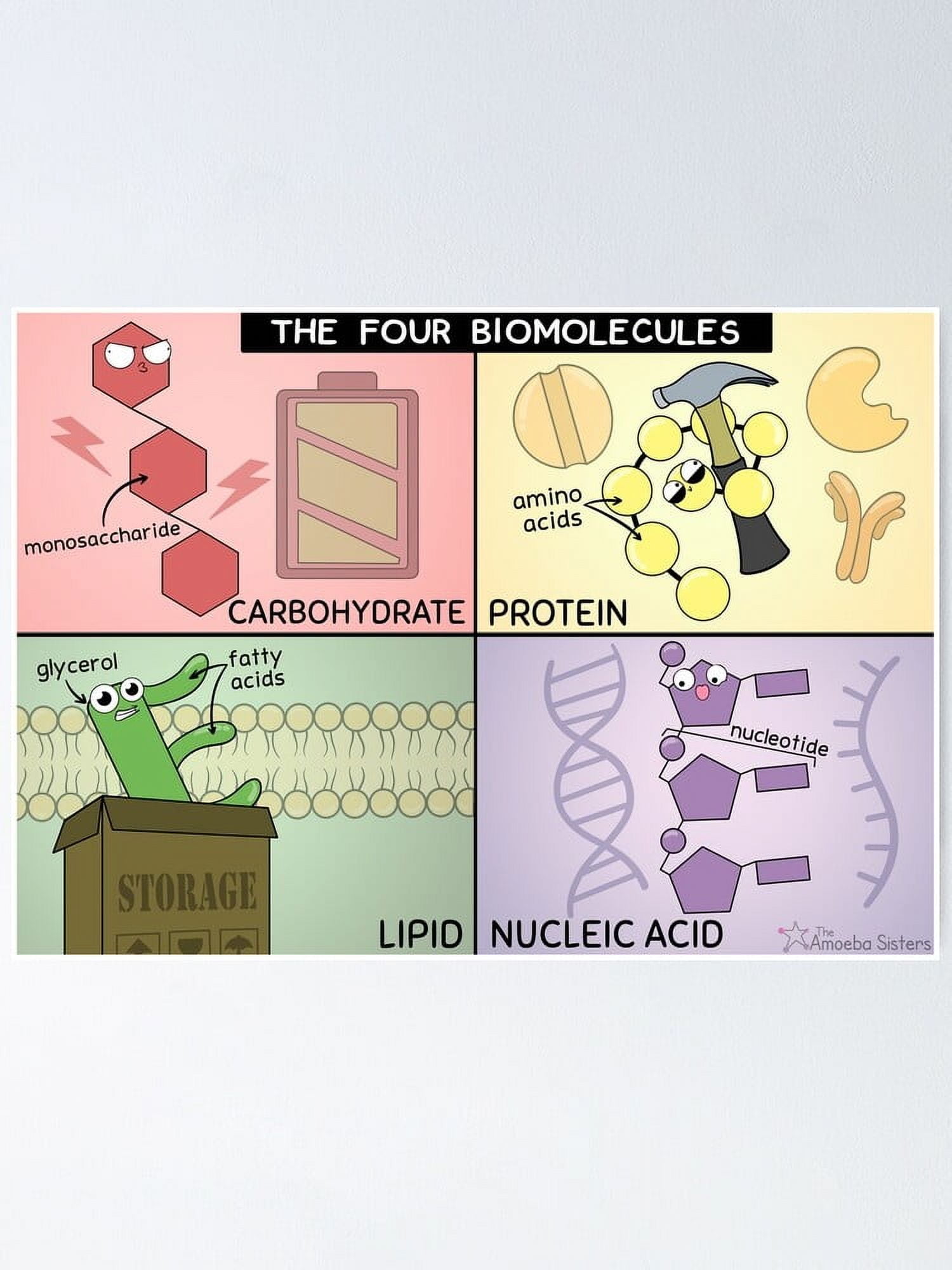 Aaroca Four Biomolecules Poster (Unframed) Classic Decoration for ...