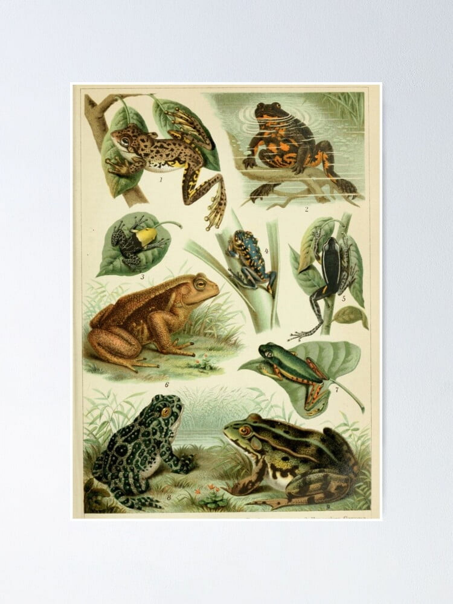 Aaroca Frogs And Toads Poster Artwork Decor for Living Room Bathroom ...