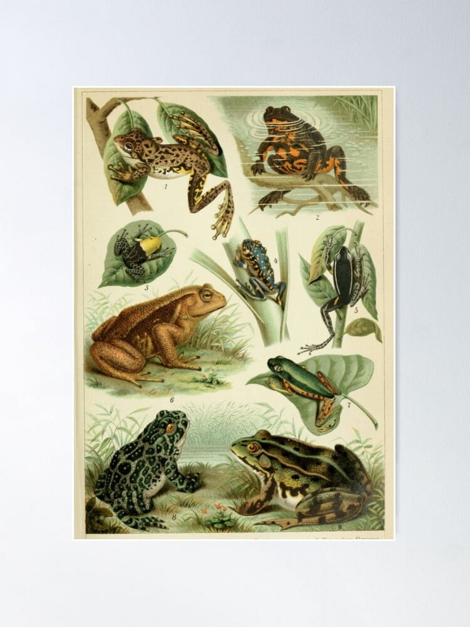 Aaroca Frogs And Toads Poster Canvas Poster - Modern Wall Art for Home ...