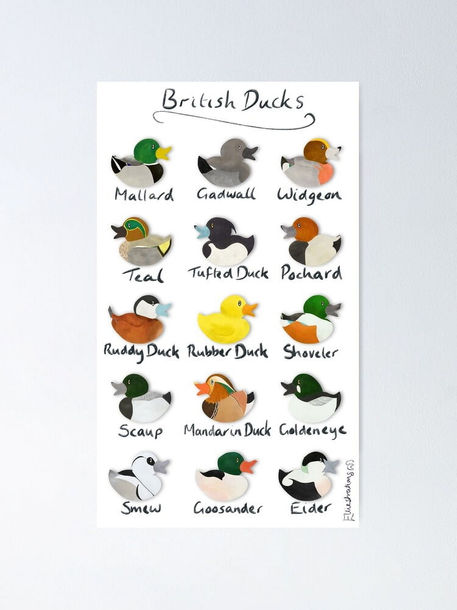 Aaroca Guide to British Ducks Poster Canvas Poster - Modern Wall Art ...