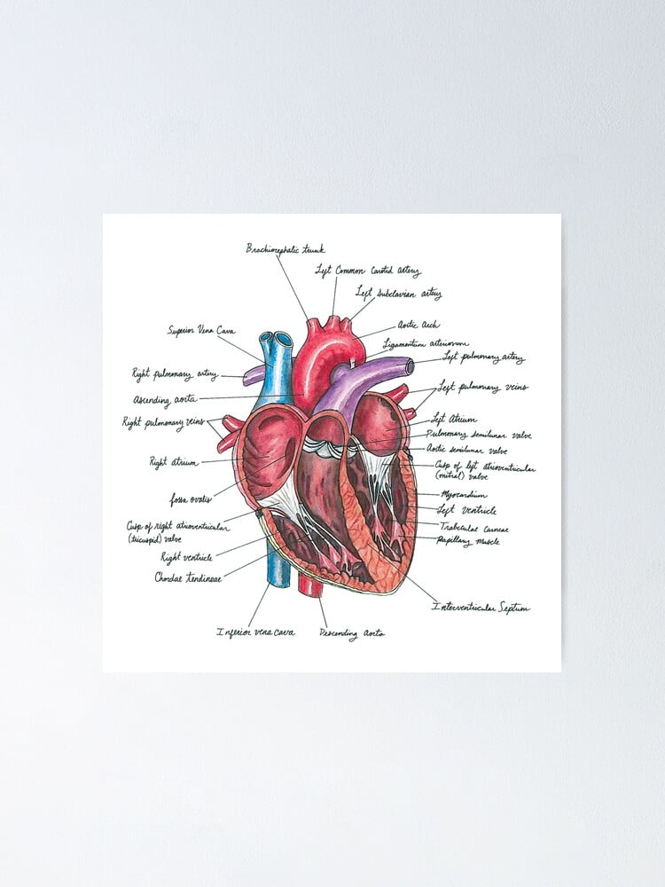 Aaroca Healthy Heart | Heart Anatomy | Medical Illustration Poster ...