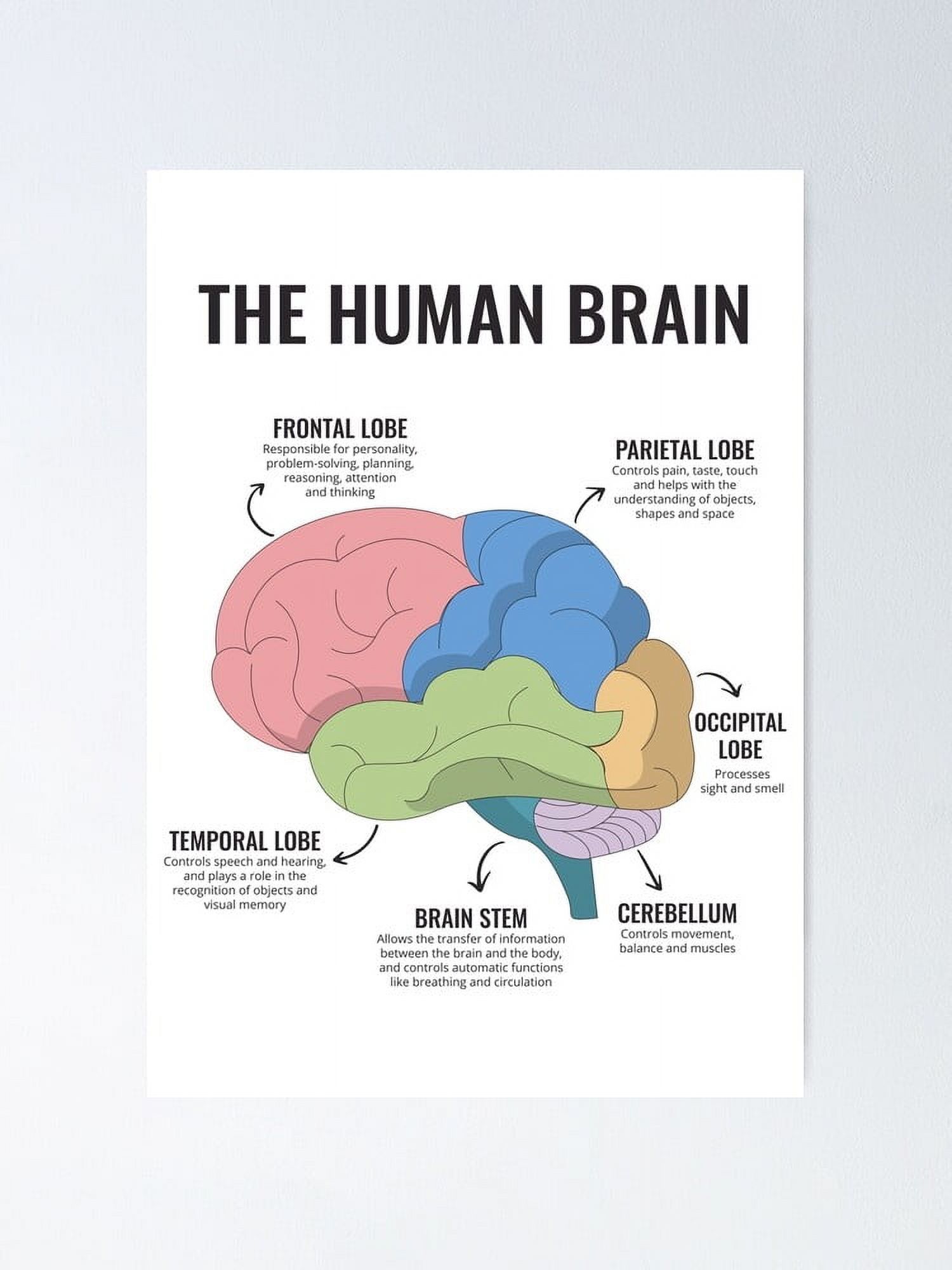 Aaroca The Human Brain Anatomy Mental Health Office Therapy Decor Art ...