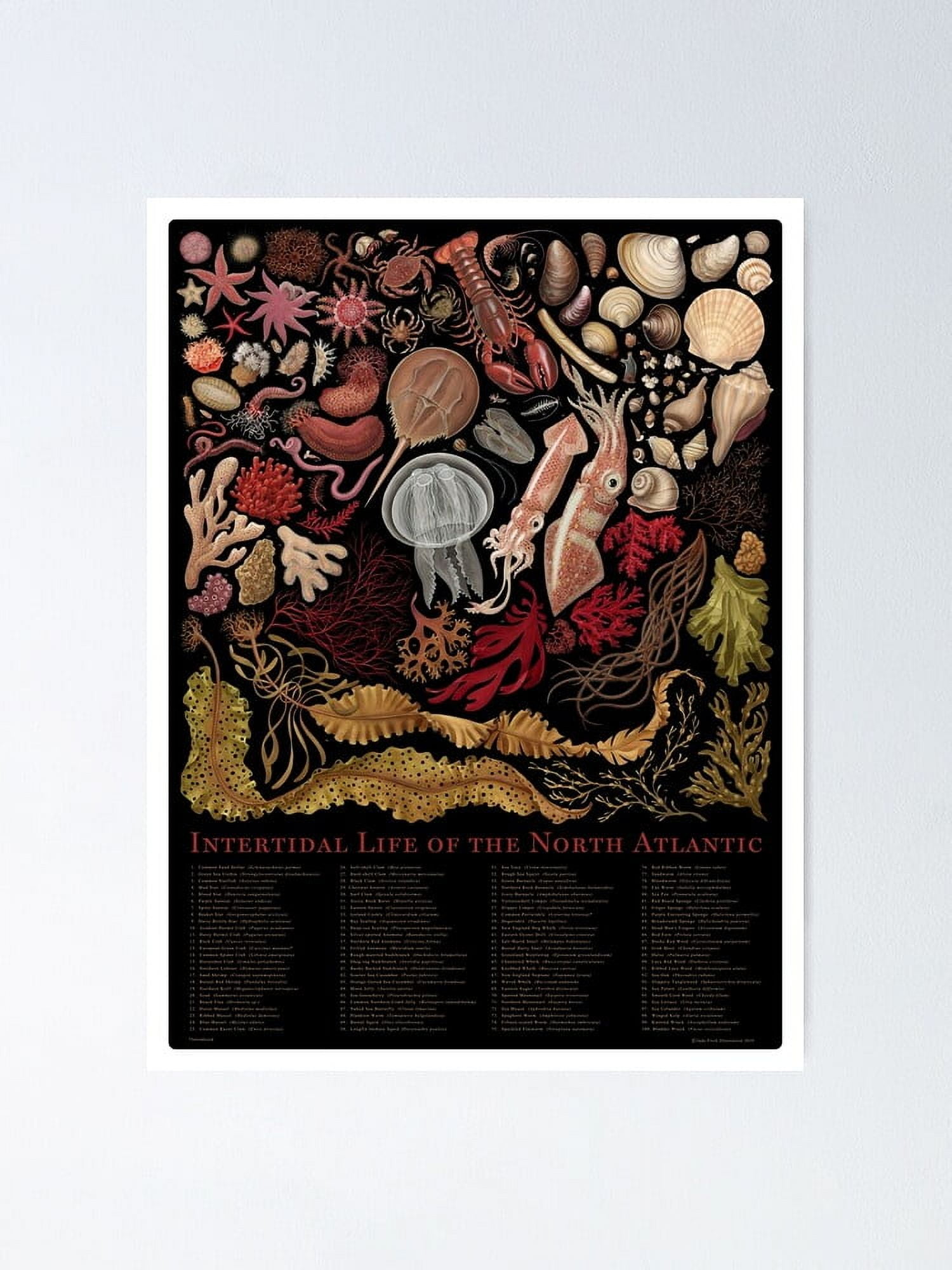 Aaroca Intertidal Life of the North Atlantic Poster Artwork Decor for ...