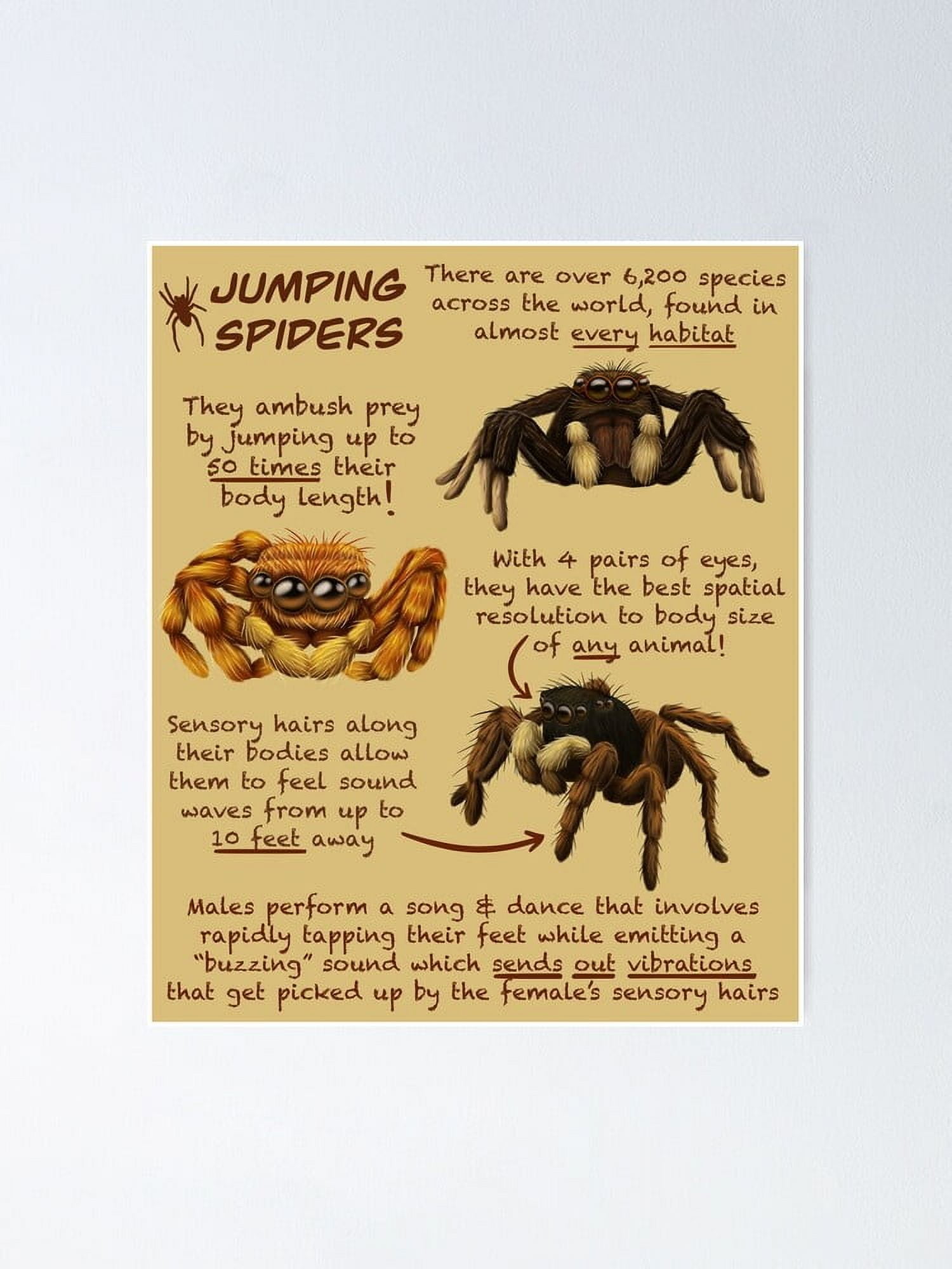 Aaroca Jumping Spiders Fun Animal Facts Poster Artwork Decor for Living ...