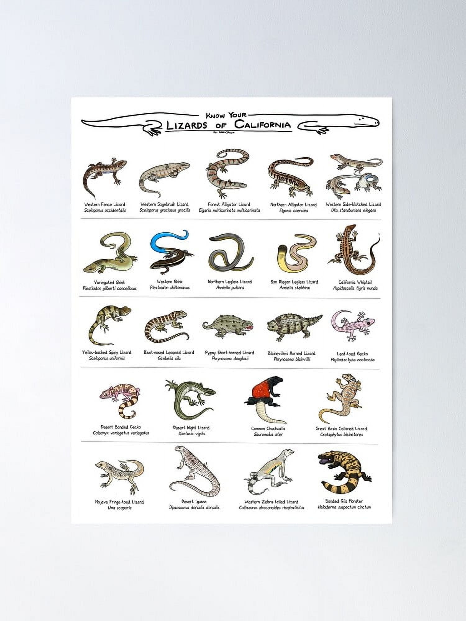 Aaroca Lizards of California Poster Canvas Poster - Modern Wall Art for ...