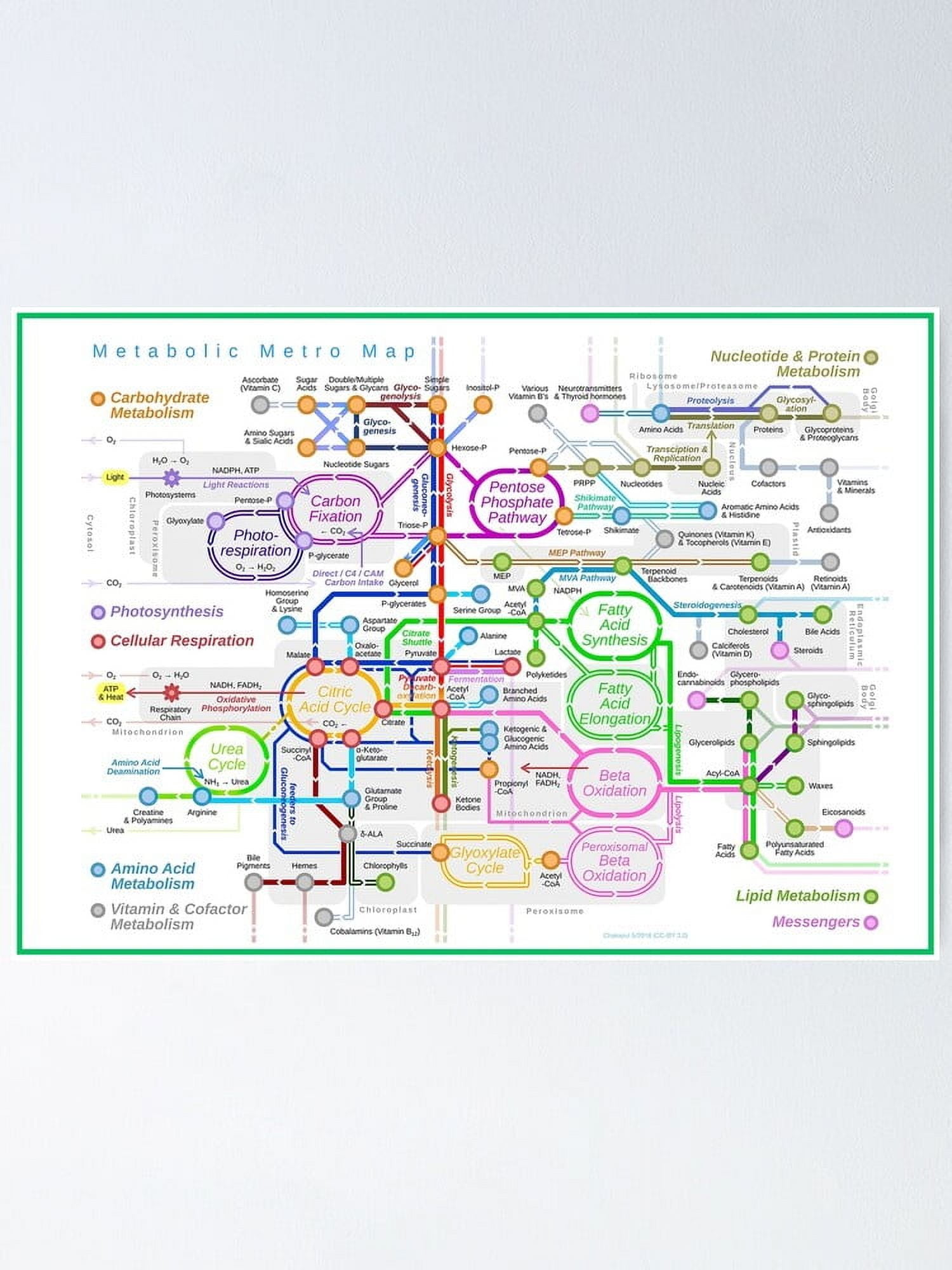 Aaroca Metabolic pathway Unframed Classic Decoration for Office Modern ...