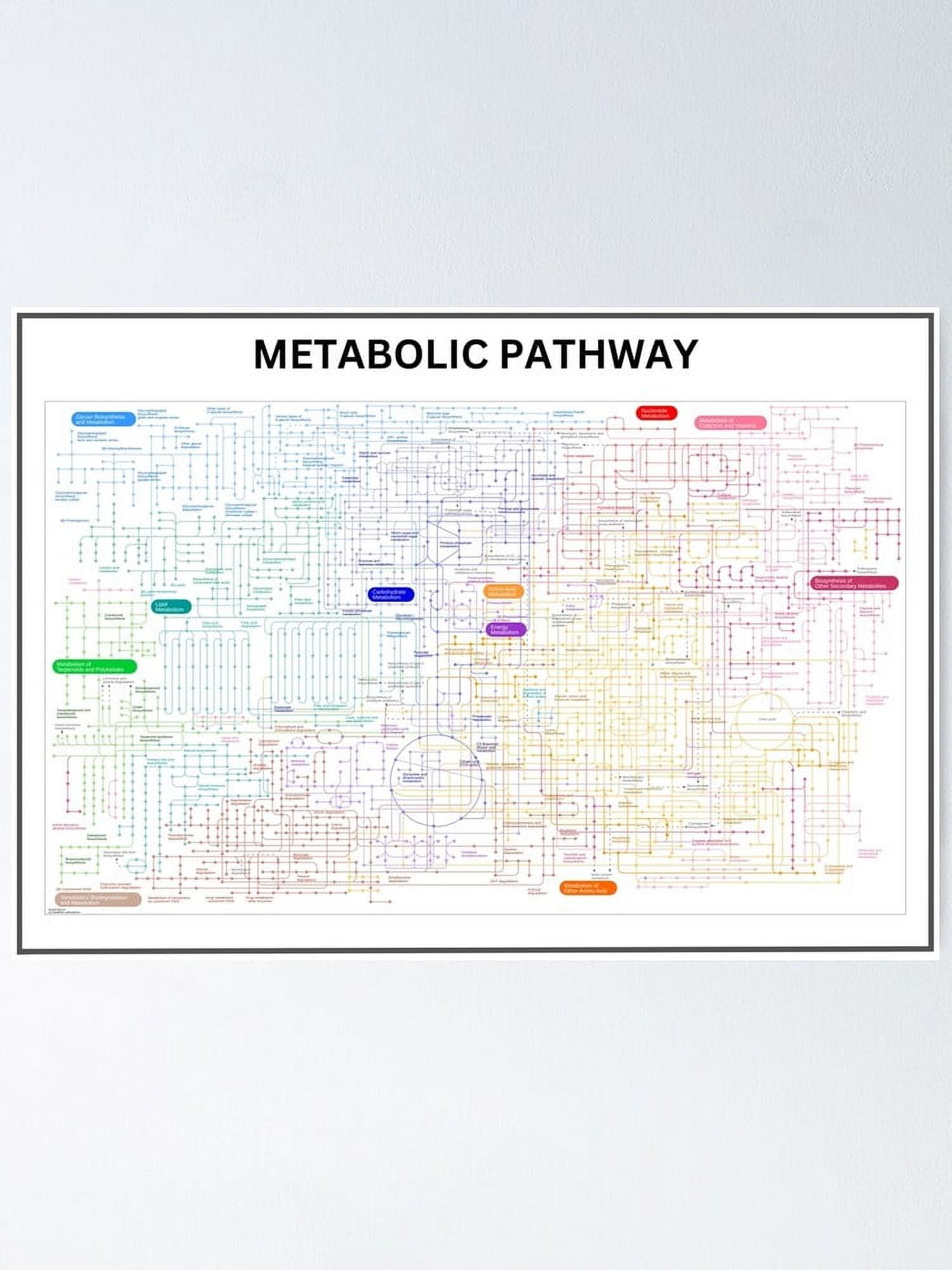 Aaroca Metabolic pathway map (Unframed) Classic Decoration for Office ...